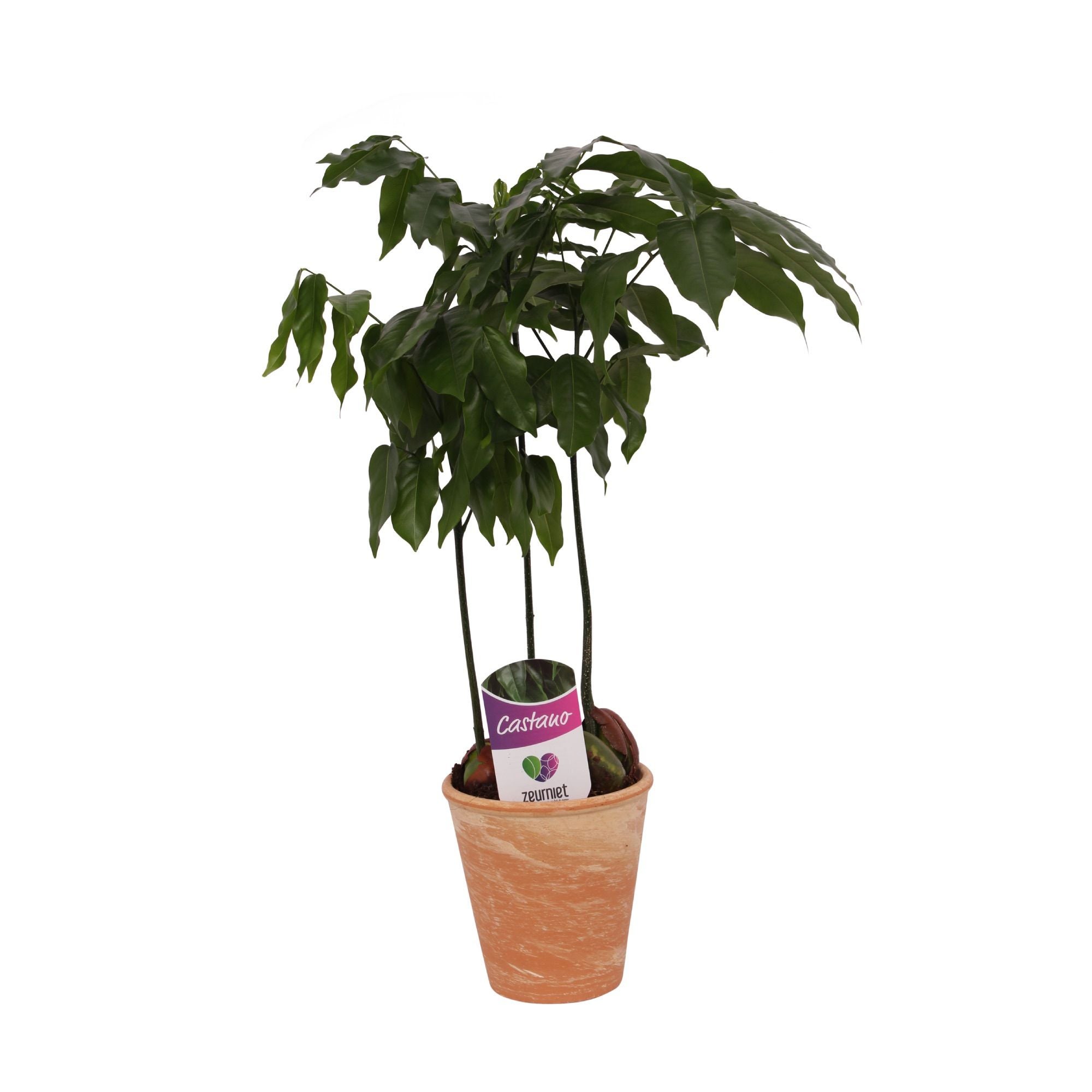 Planta verde Castanospermum (Castan australian), H 31 - 45 cm, Ø ...