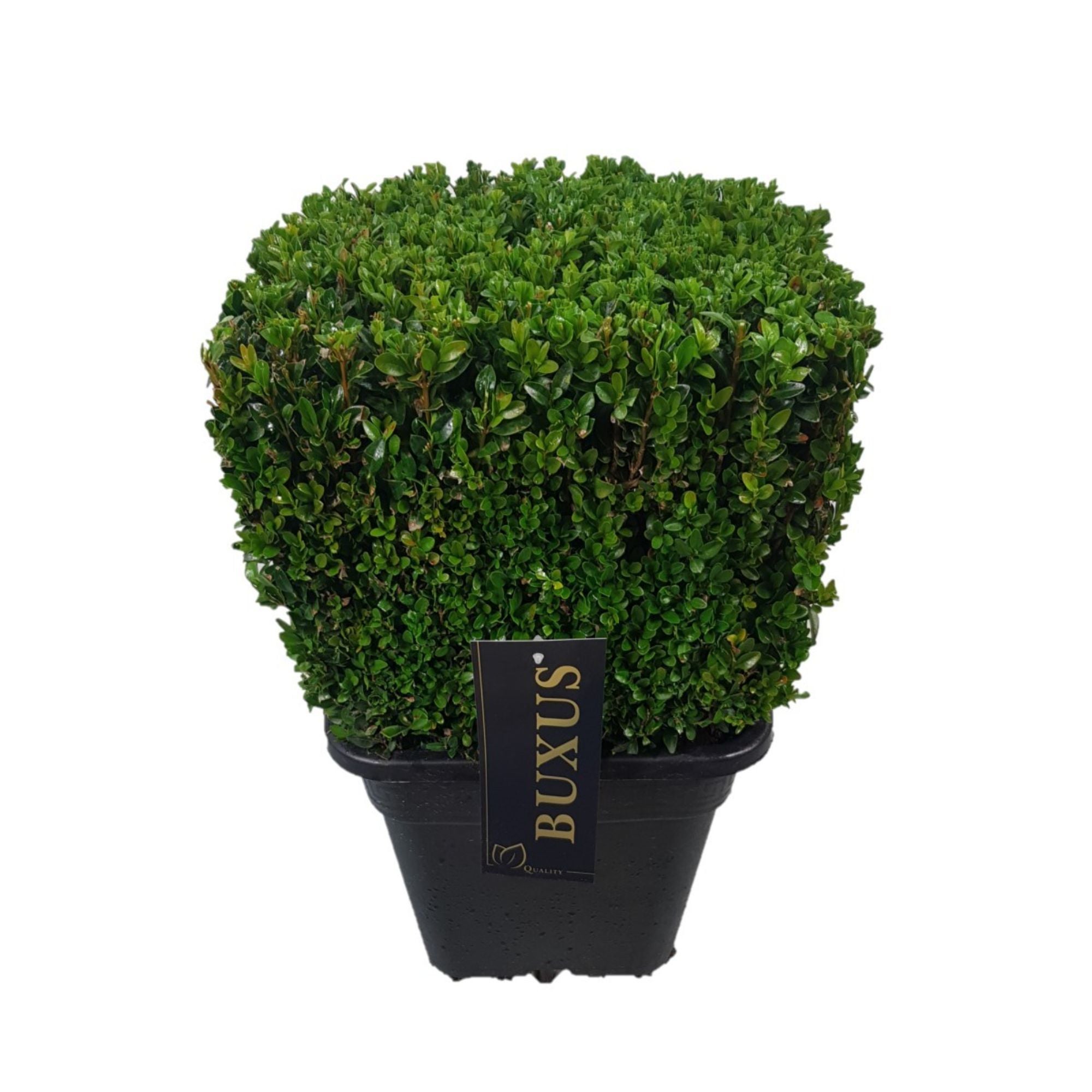 Arbust ornamental Buxus Sempervirens, crescut in ghiveci, H 25 cm, Ø 24 cm