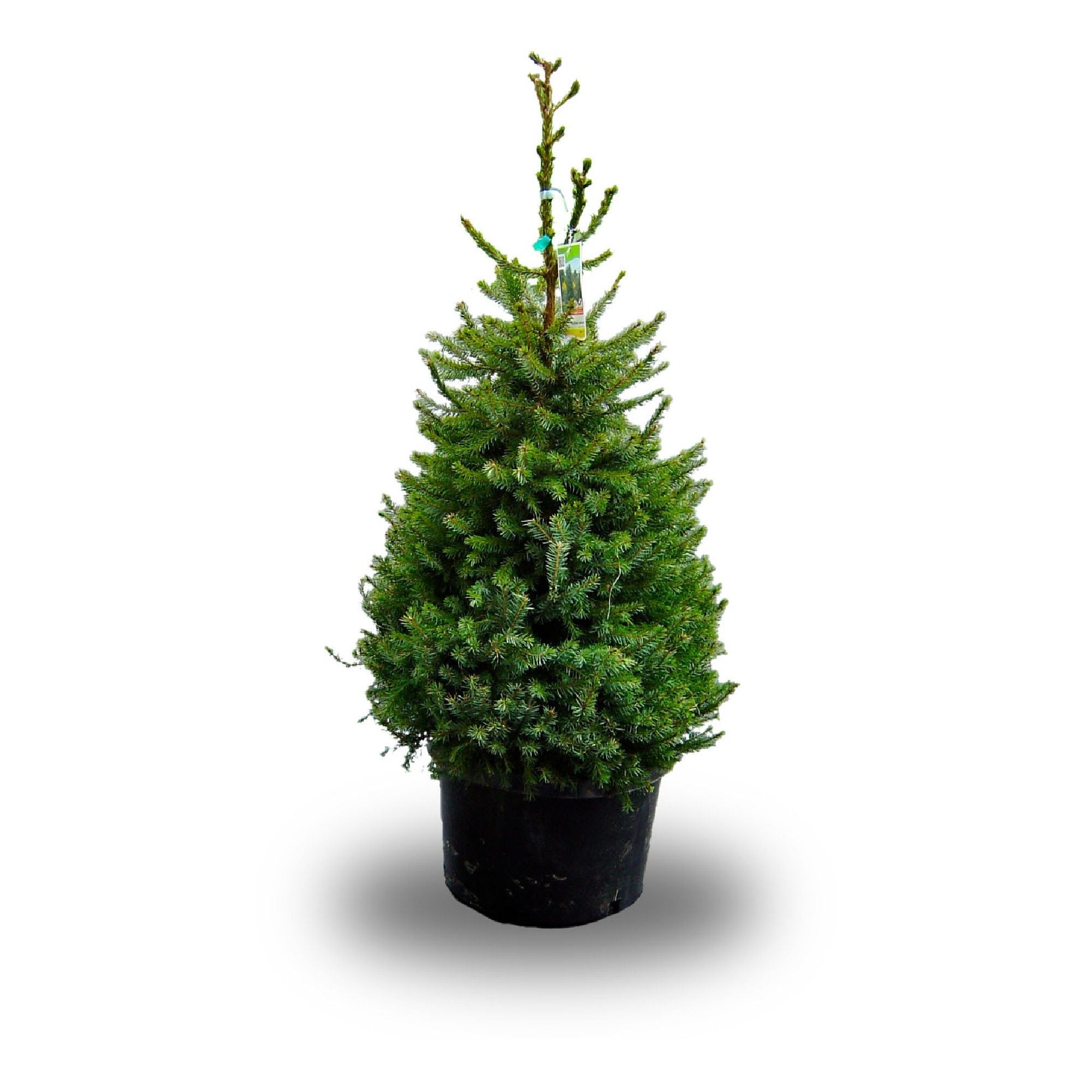 Molid crescut in ghiveci, Picea Omorika, H