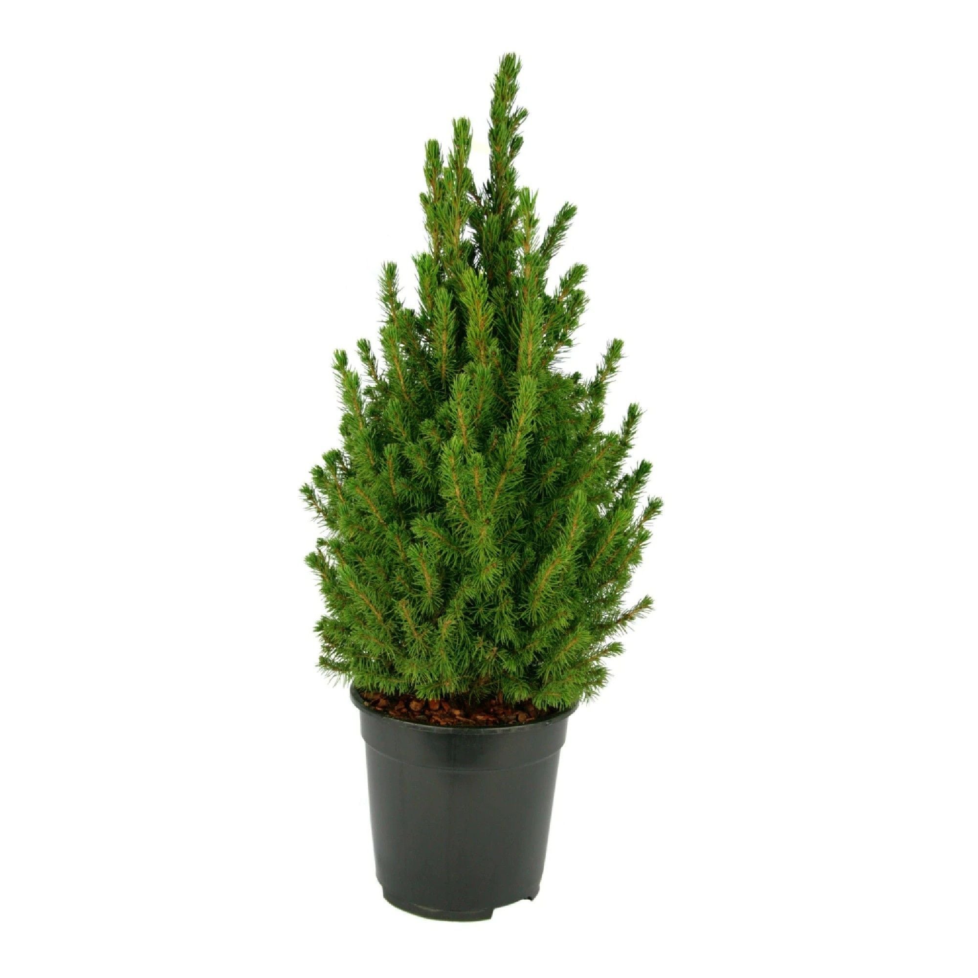 Molid crescut in ghiveci, Picea Glauca Conica, H