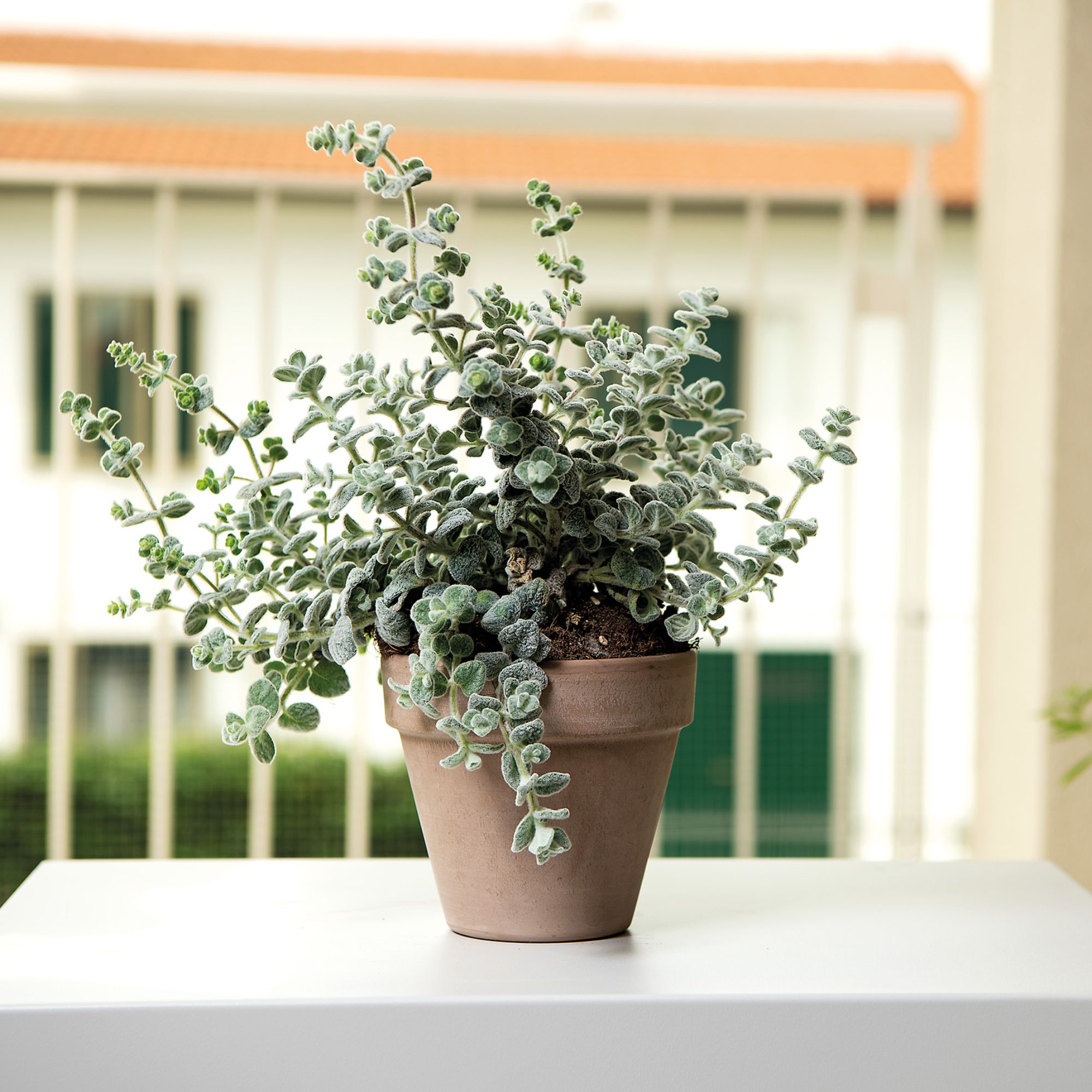 Ghiveci flori Standard, teracota, Ø 27 cm, gri