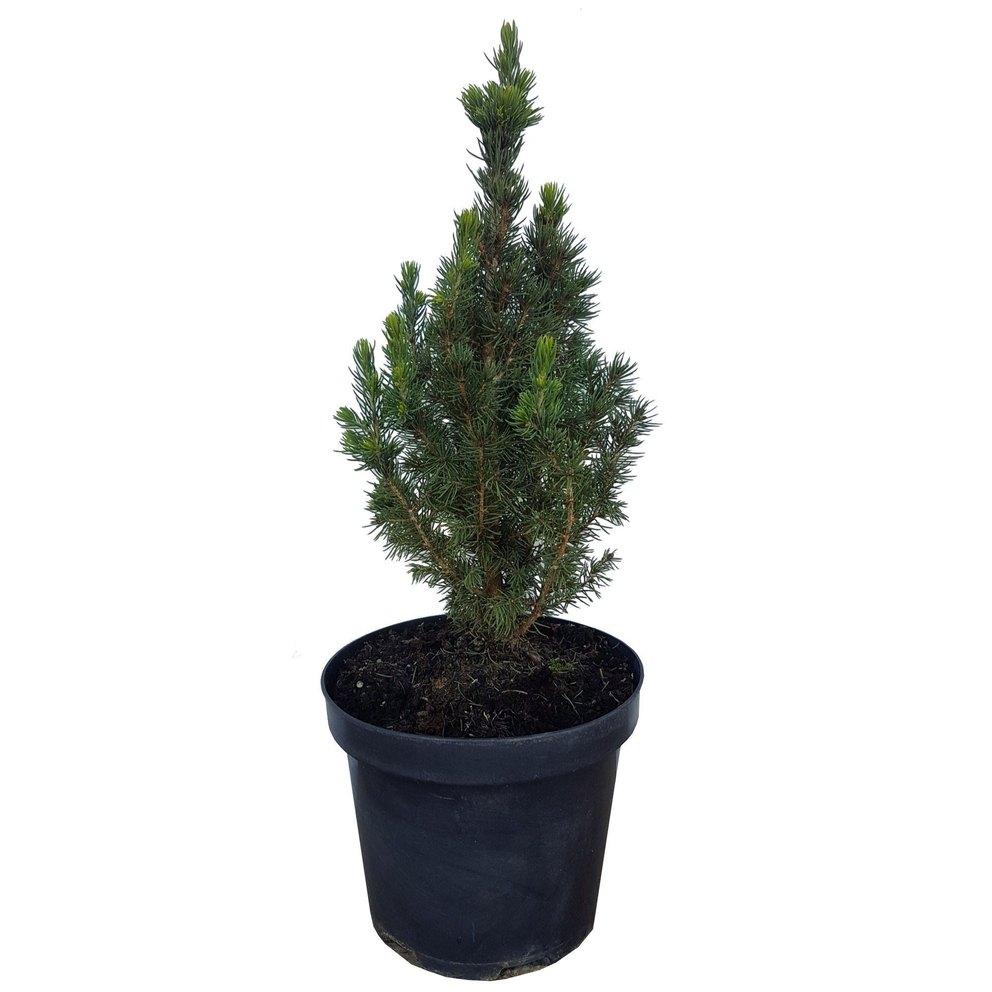Conifer decorativ Picea Conica, crescut in ghiveci, H