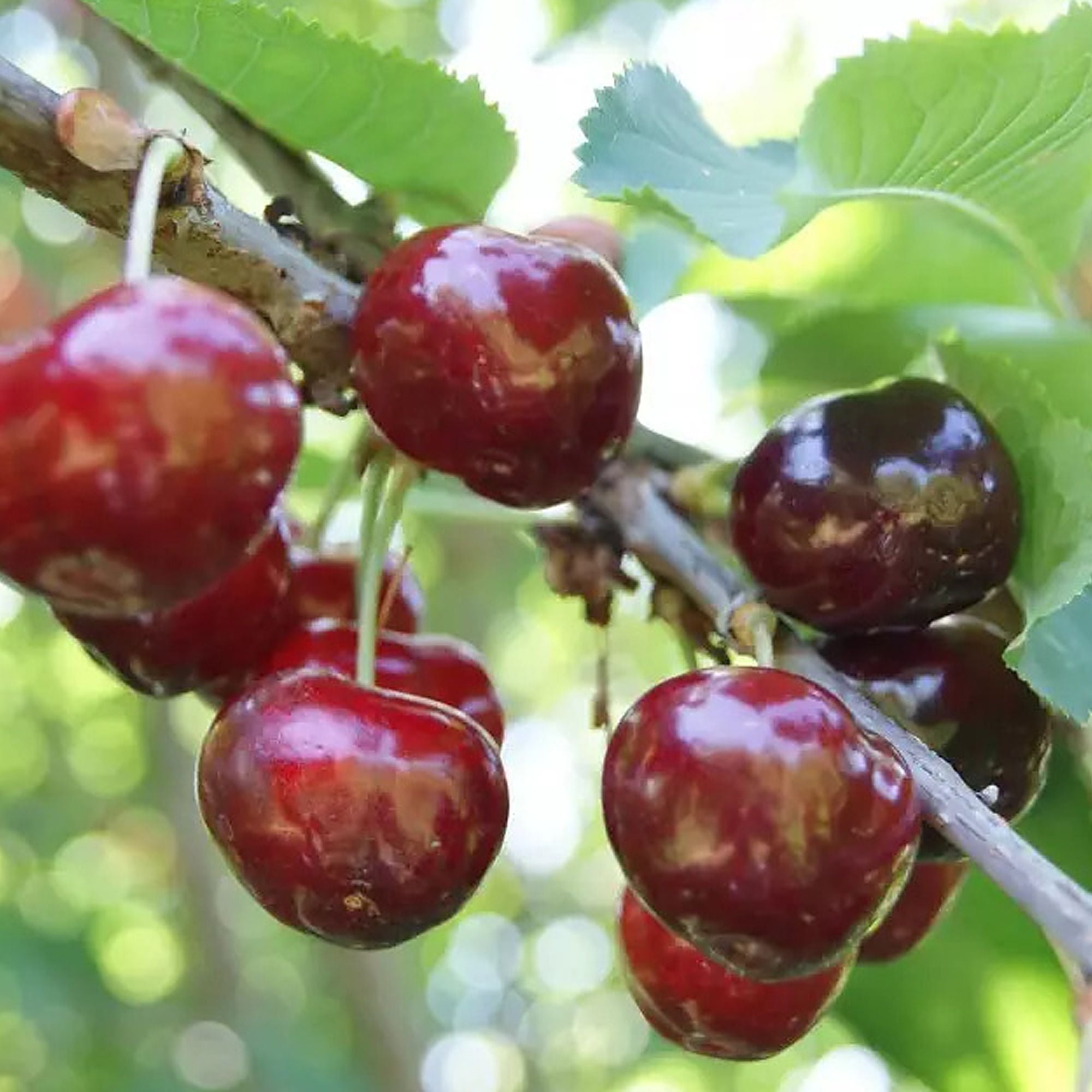 Pom fructifer cires Van, H > 151 cm, rosu