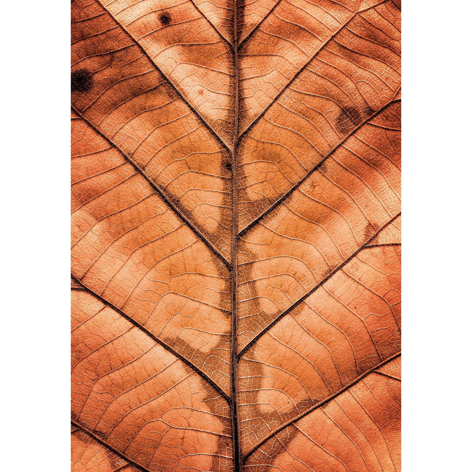 Poster imprimat Frunza uscata, 21 x 30 cm