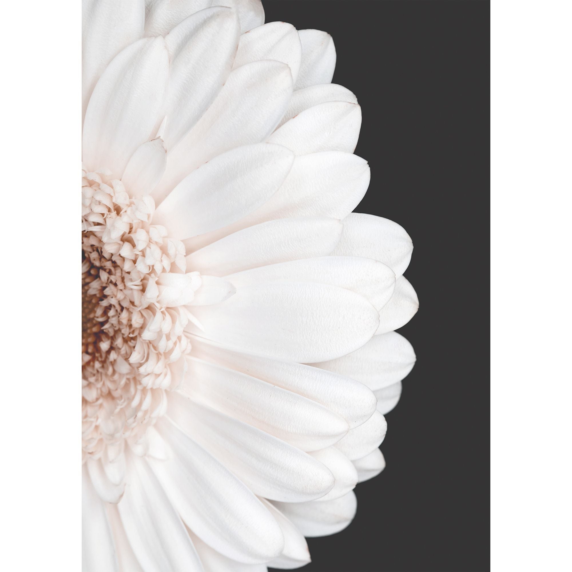 Poster imprimat Floare alba, 50 x 70 cm