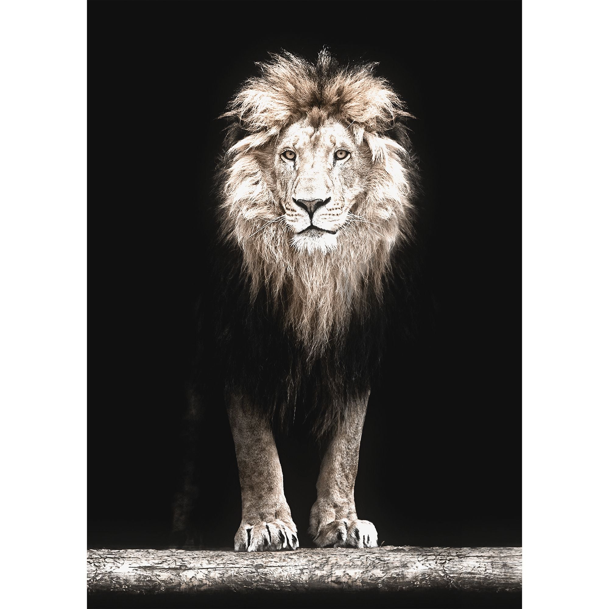 Poster imprimat Leu, 50 x 70 cm
