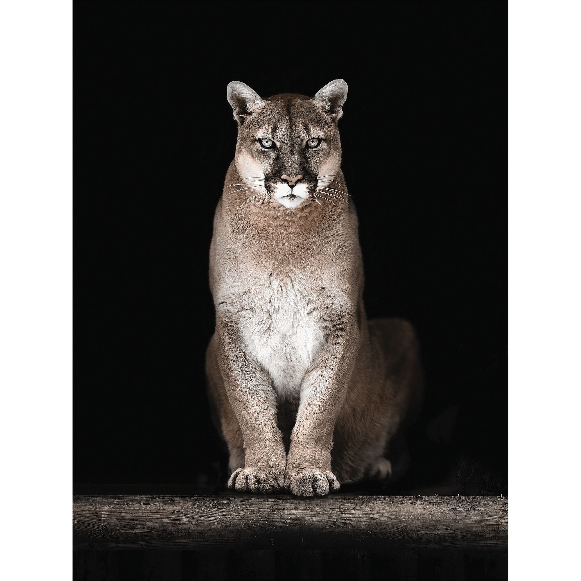 Poster imprimat Puma, 30 x 40 cm