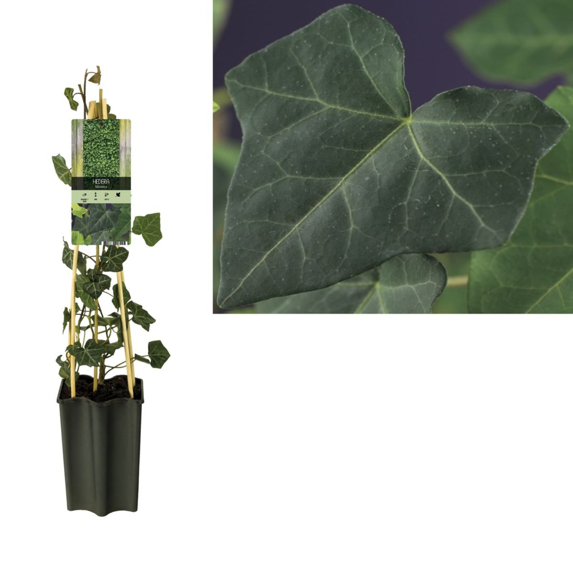 Arbust decorativ Hedera cataratoare hibernica