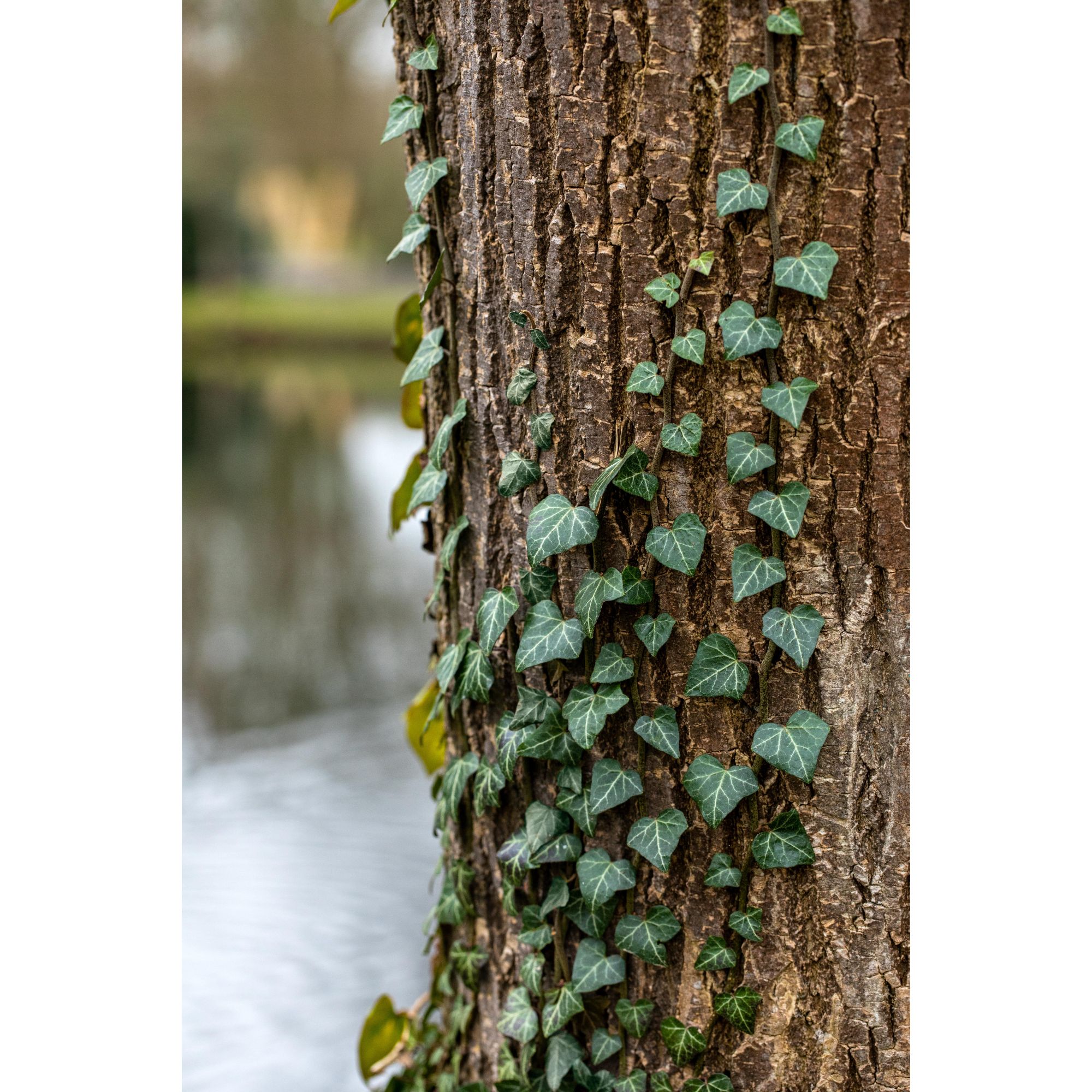 Arbust decorativ Hedera cataratoare hibernica