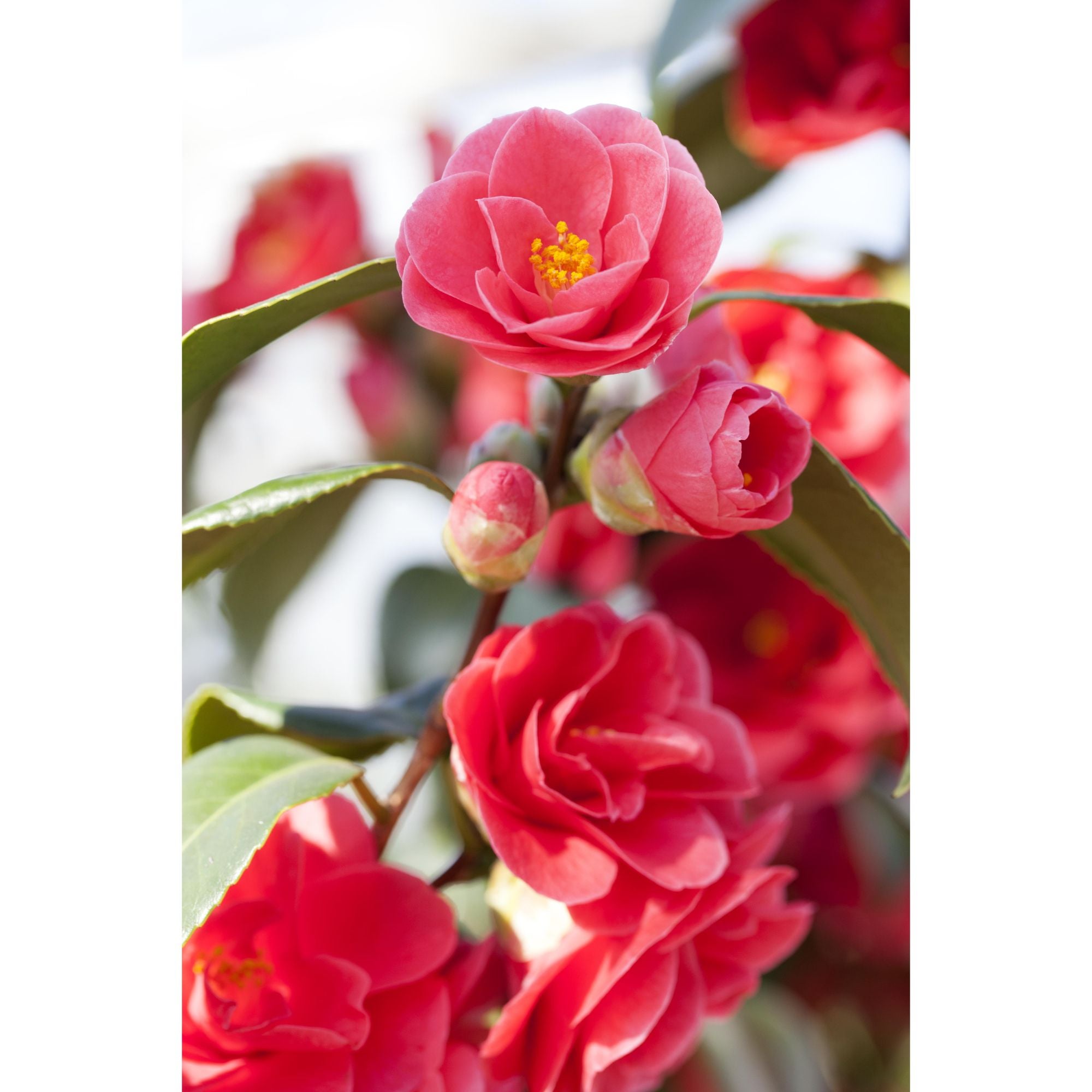 Arbust ornamental cu flori, Camelie, H