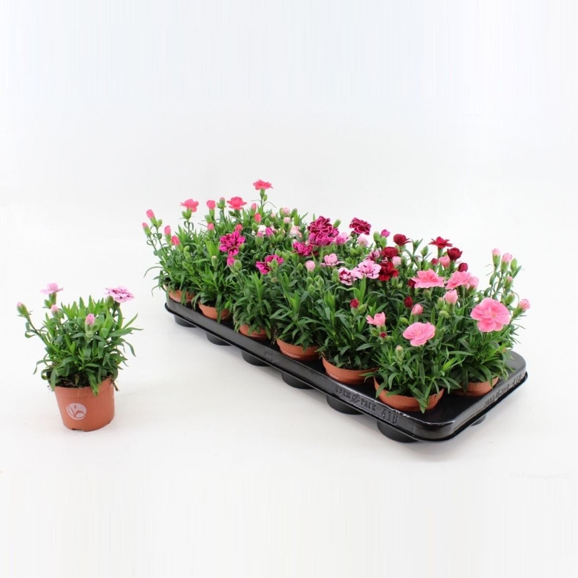 Planta de exterior cu flori Dianthus, H