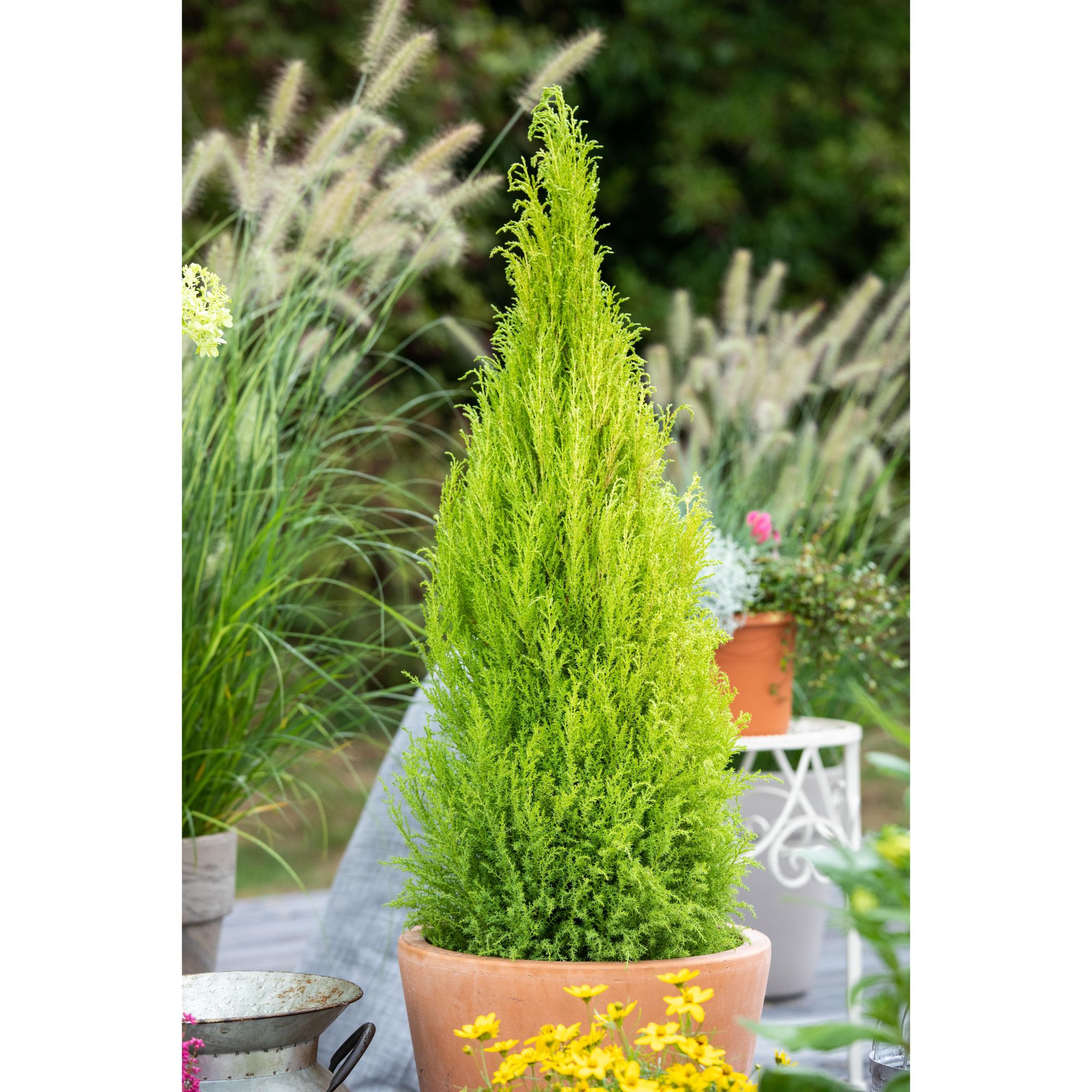 Conifer decorativ Cupressus Goldcrest, crescut in ghiveci, H 51 - 80 cm ...