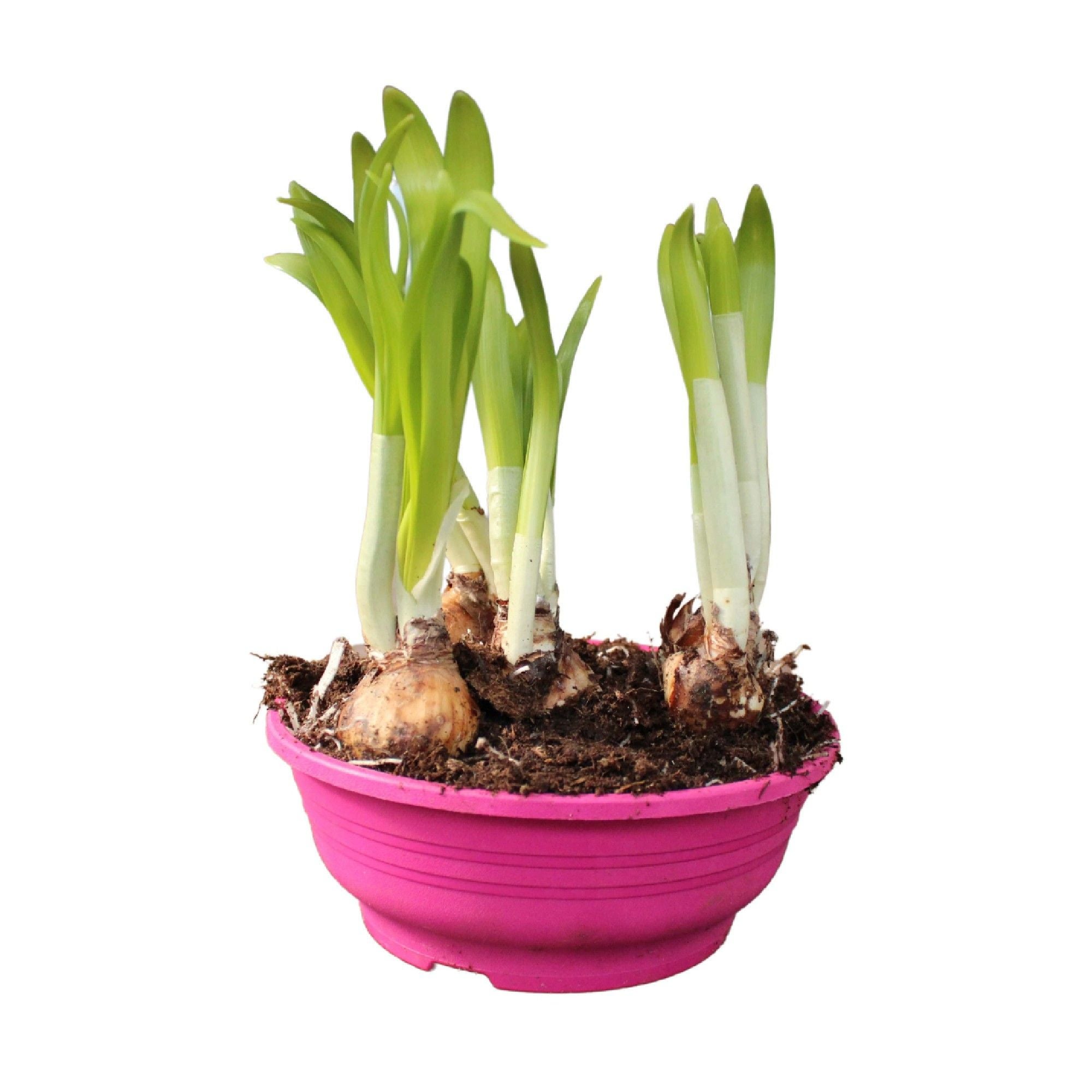 Planta cu flori Narcisa in ghiveci, 5 bulbi, Ø ghiveci 16 cm