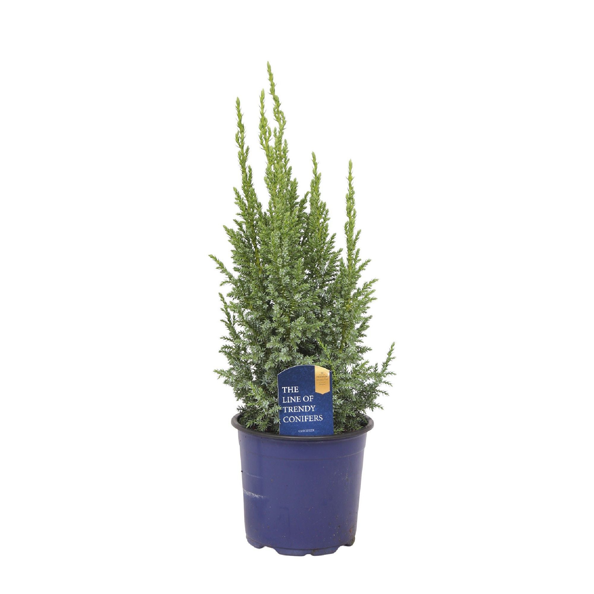 Juniperus Pingii D13
