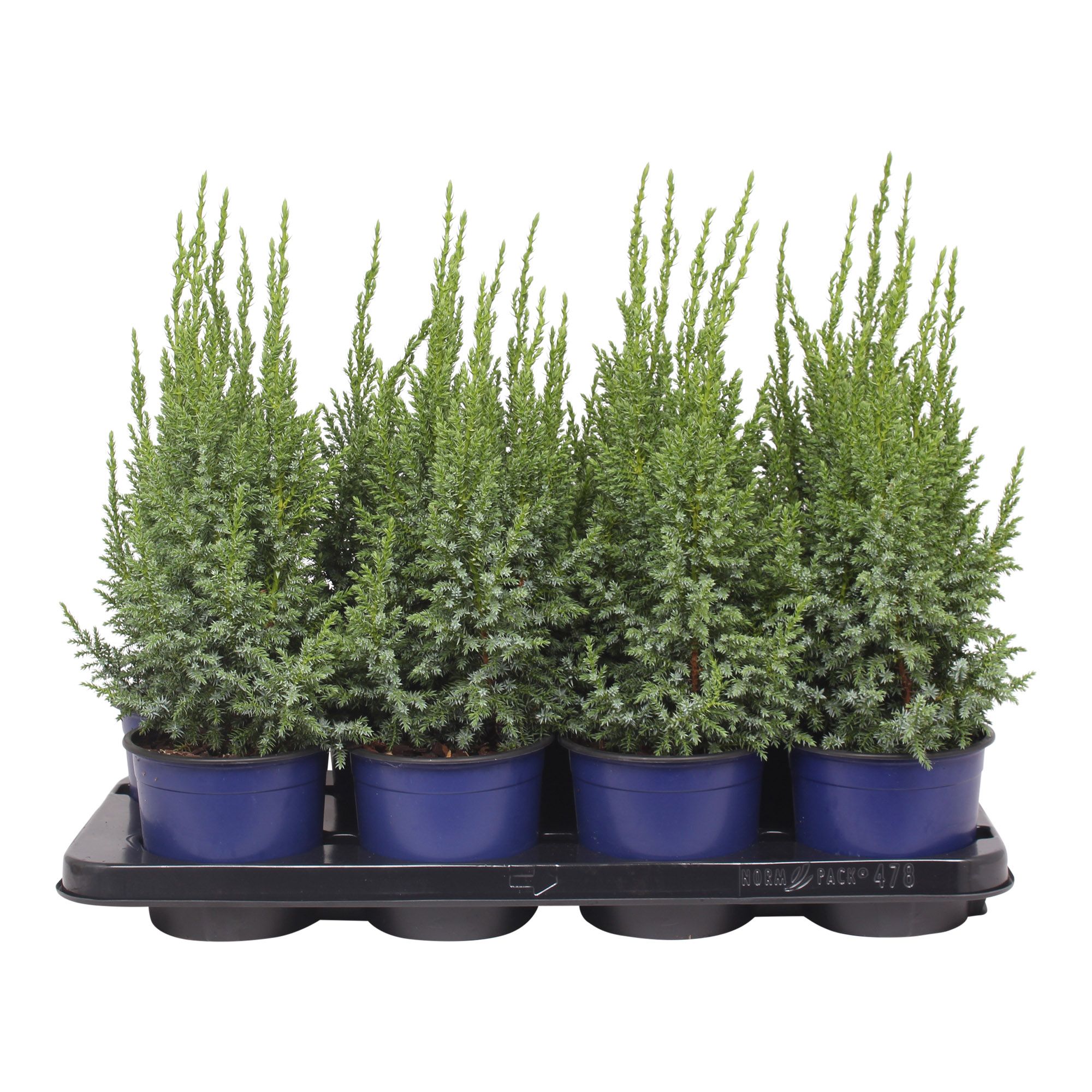 Juniperus Pingii D13