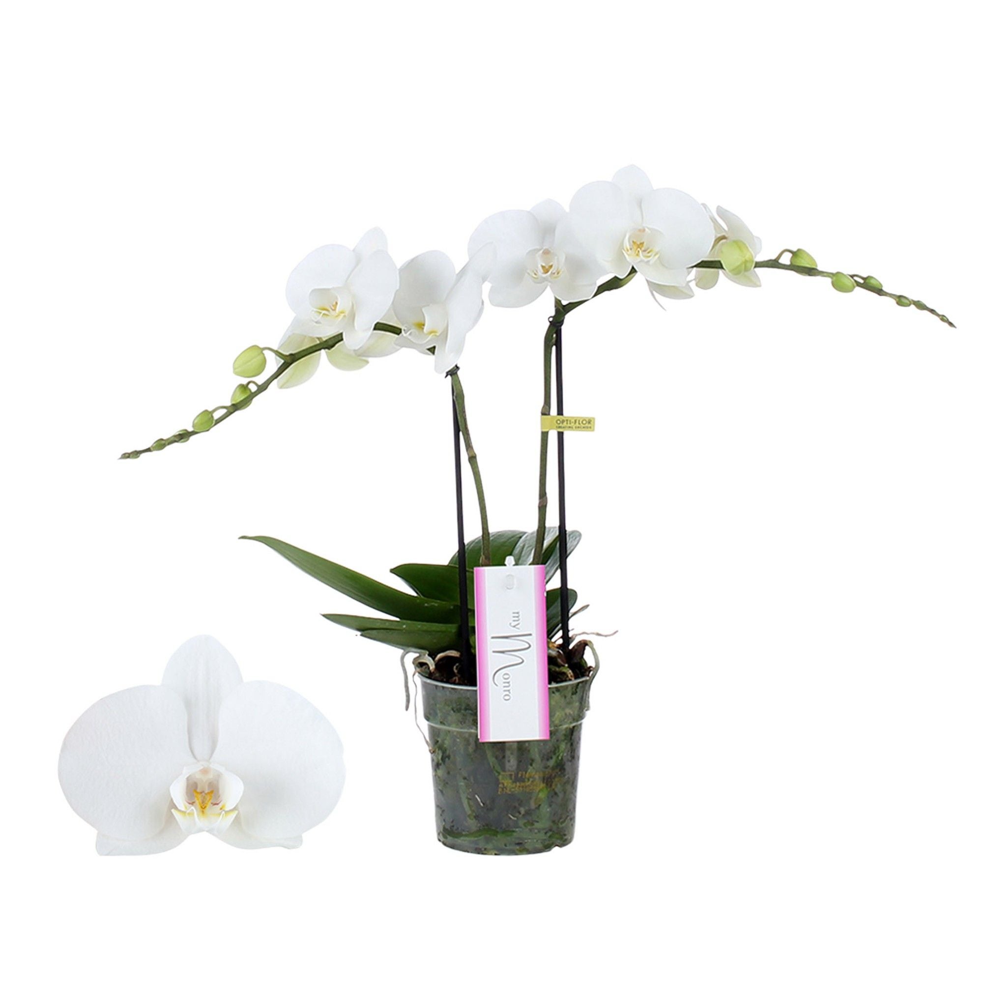 Orhidee Phalaenopsis Inclinated , 2 tije, H 45 cm, Ø ghiveci 23 cm, alba