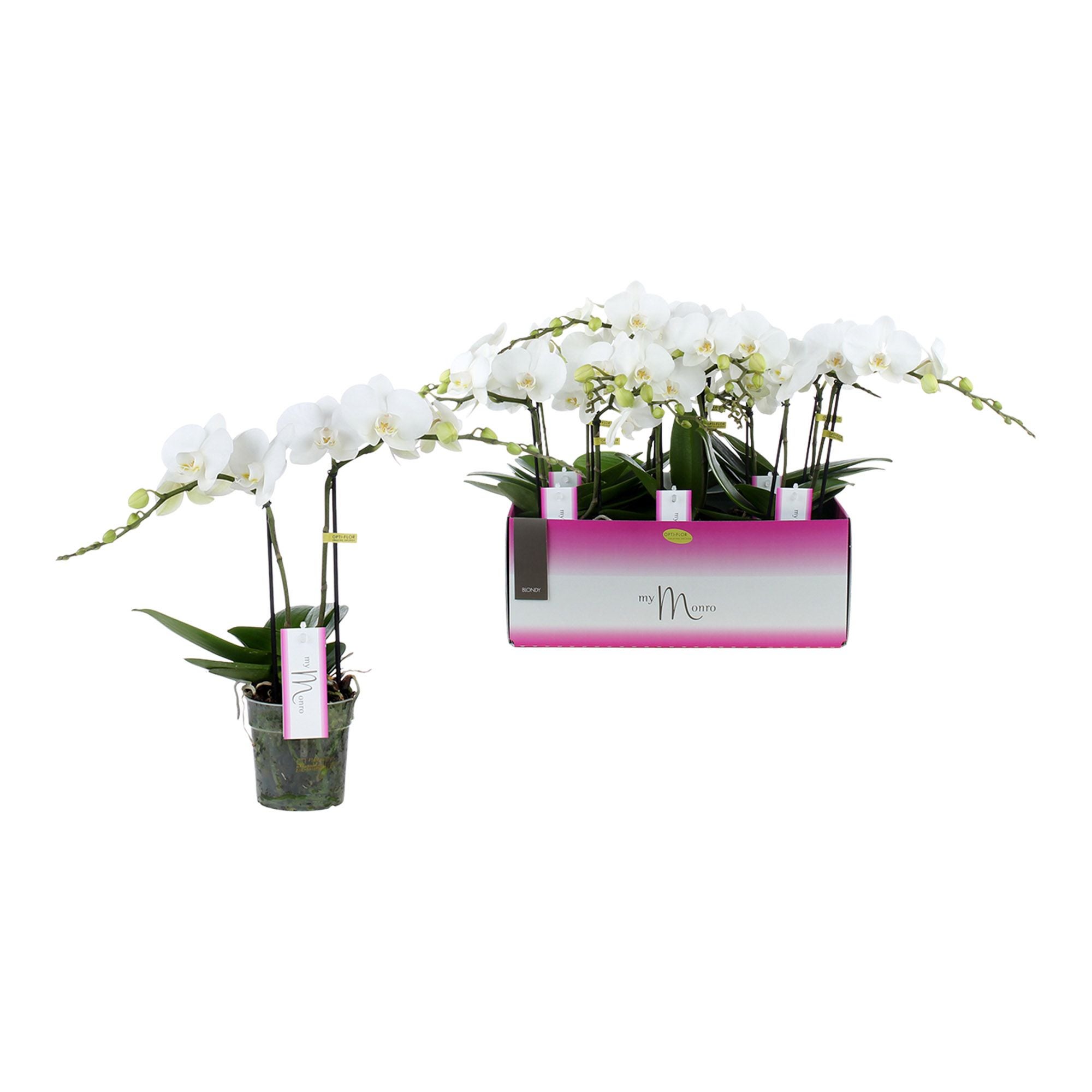 Orhidee Phalaenopsis Inclinated , 2 tije, H 45 cm, Ø ghiveci 23 cm, alba