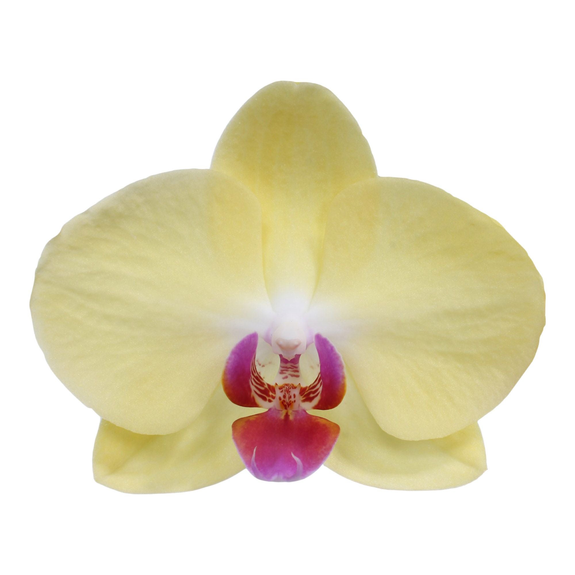 Orhidee Phalaenopsis Muse, 1 tija, H 31 - 45 cm, Ø ghiveci 12 cm, galbena