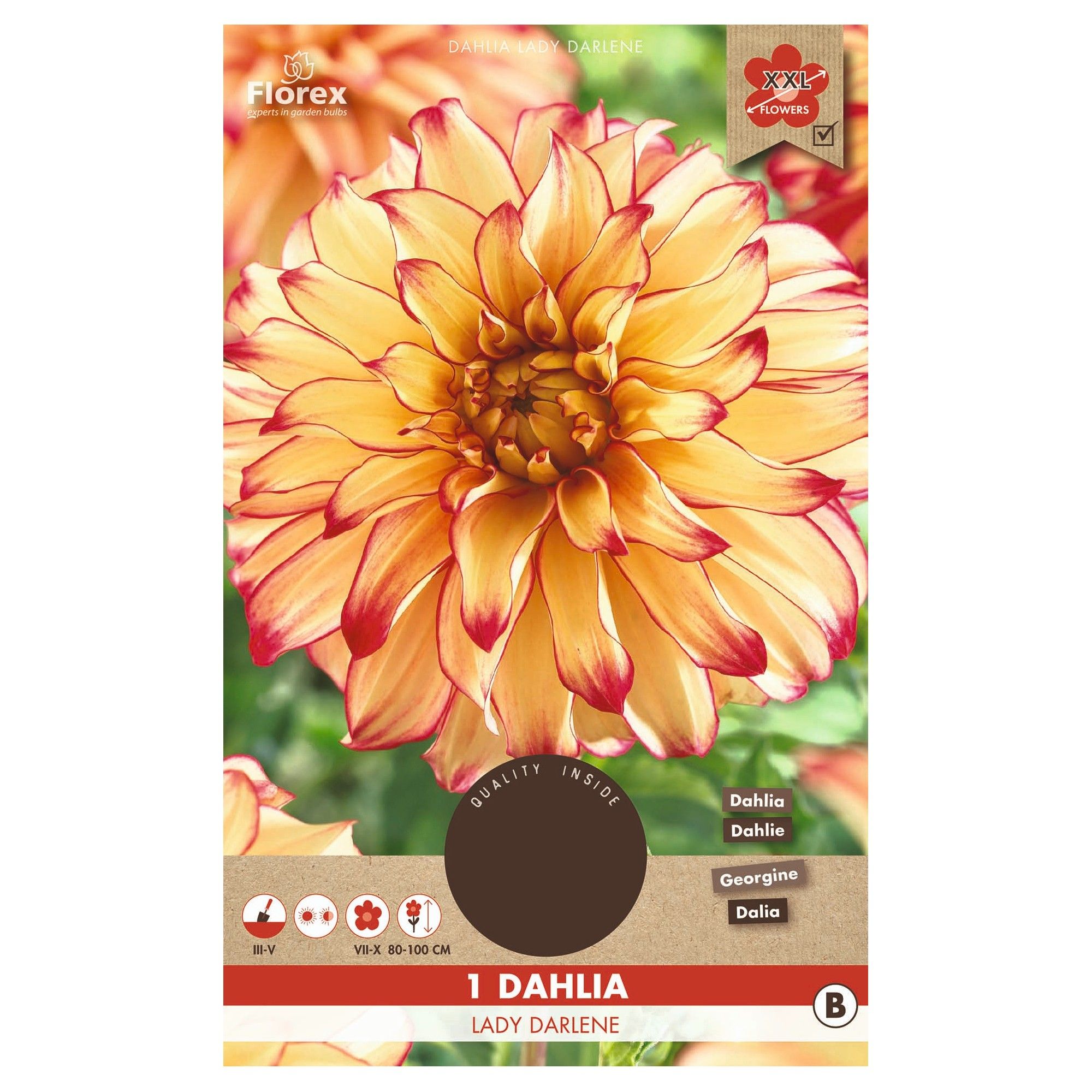 Bulb Dalie Lady Darlene (XXL)