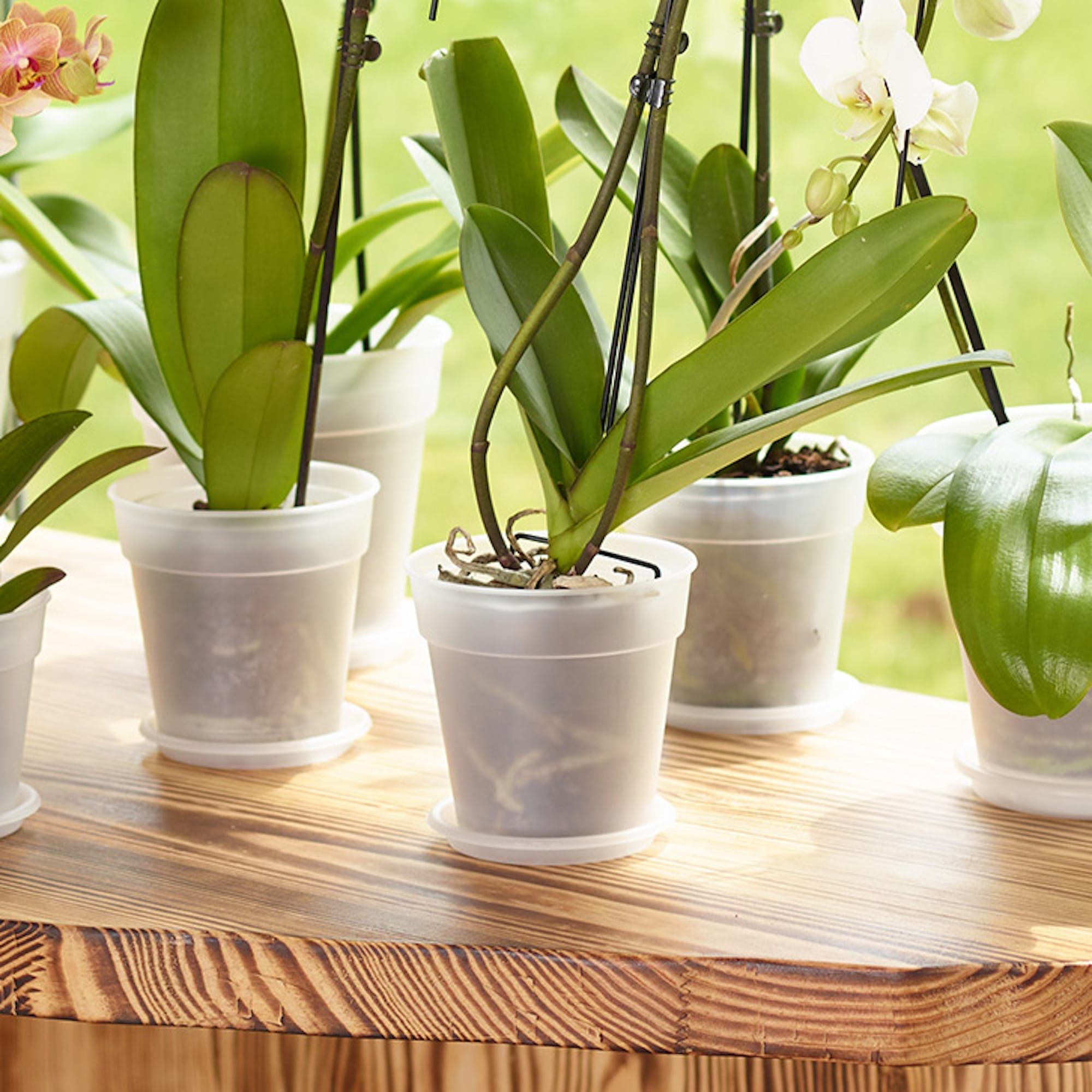 Ghiveci orhidee, transparent, Ø 19 cm, transparent