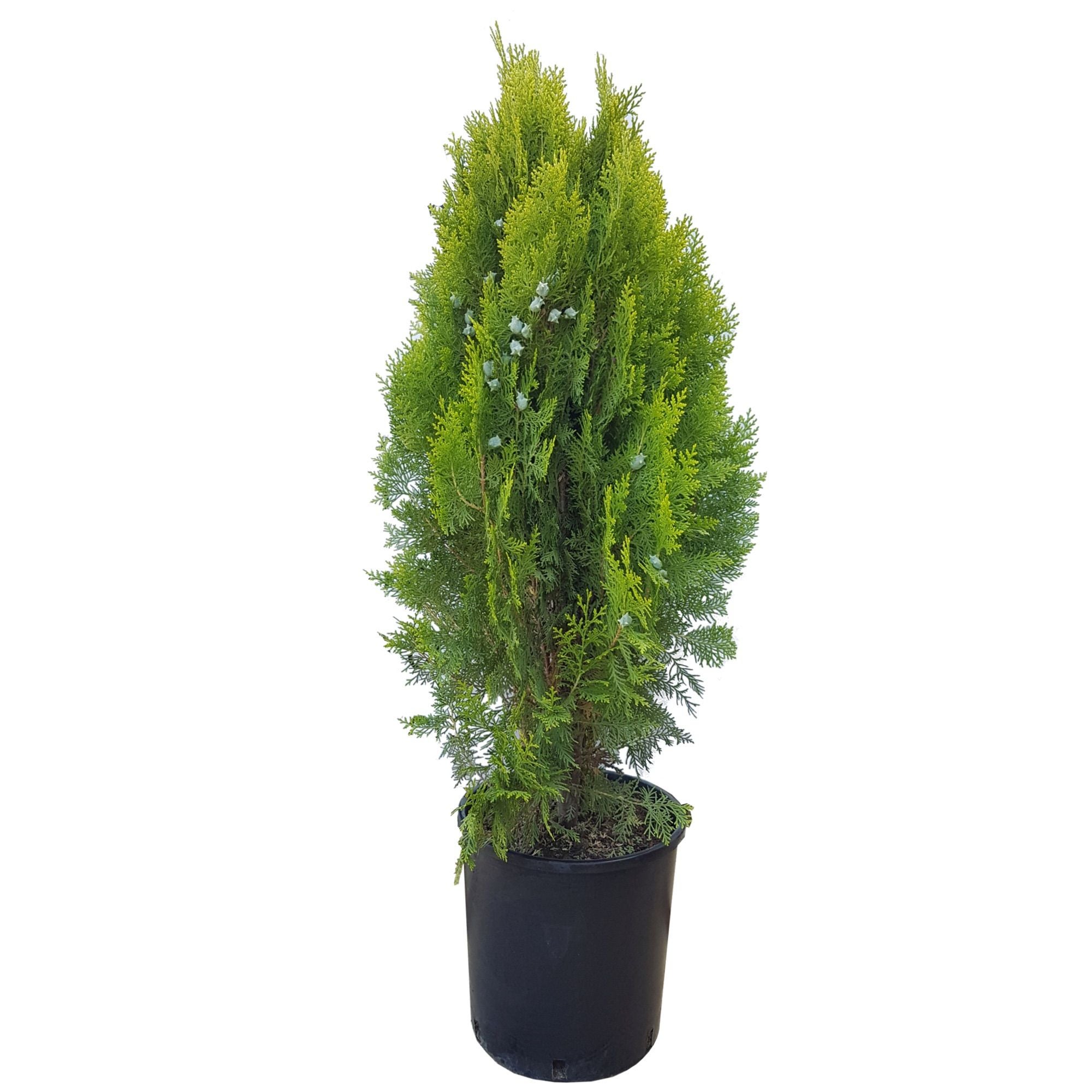 Conifer decorativ Thuja aureanana 10 l, 60 - 70 cm