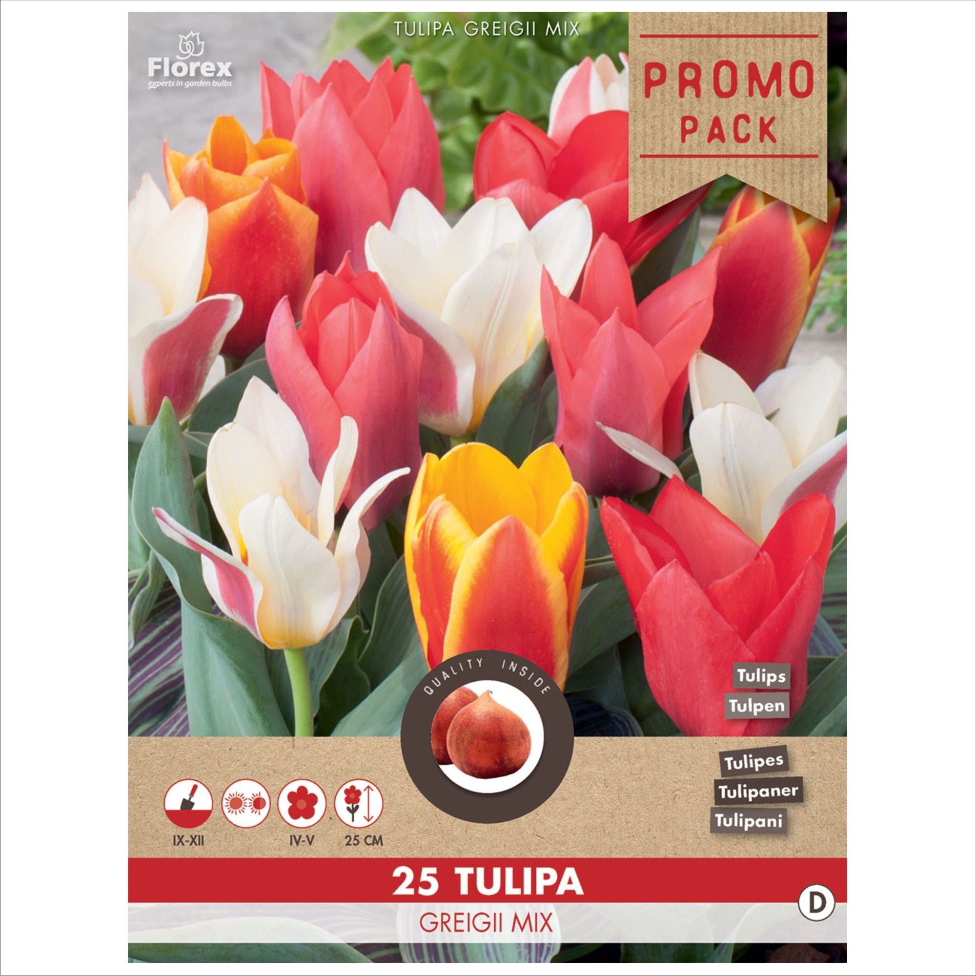 Bulbi lalea Greiggi Mix, Florex, mix culori (25 buc)