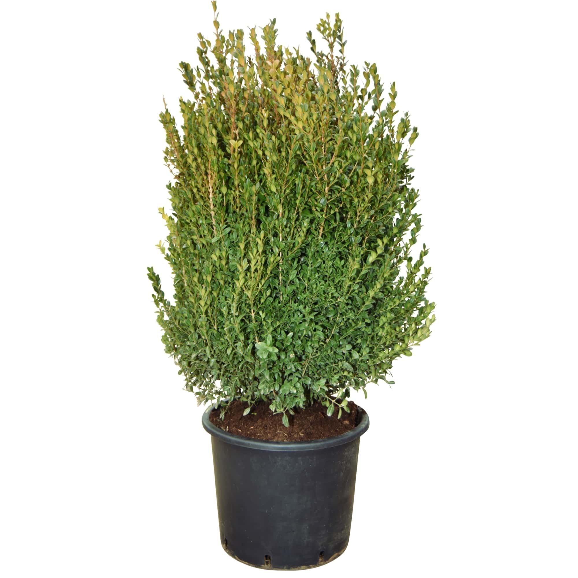 Conifere decorative Buxus, 10 l, diverse specii