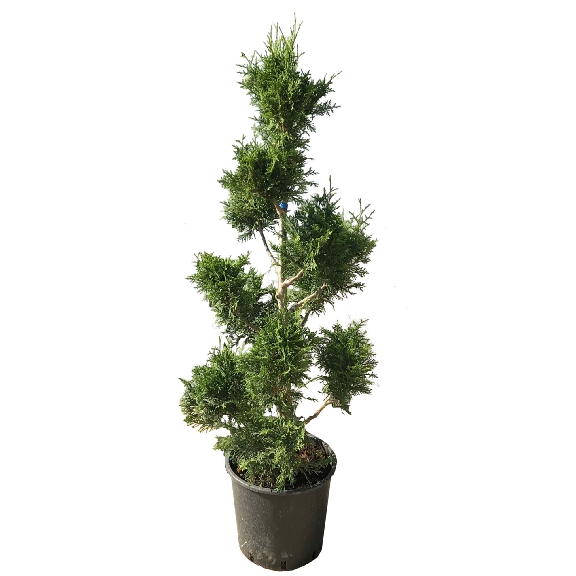 Mix conifere inaltime 100 cm, diverse culori