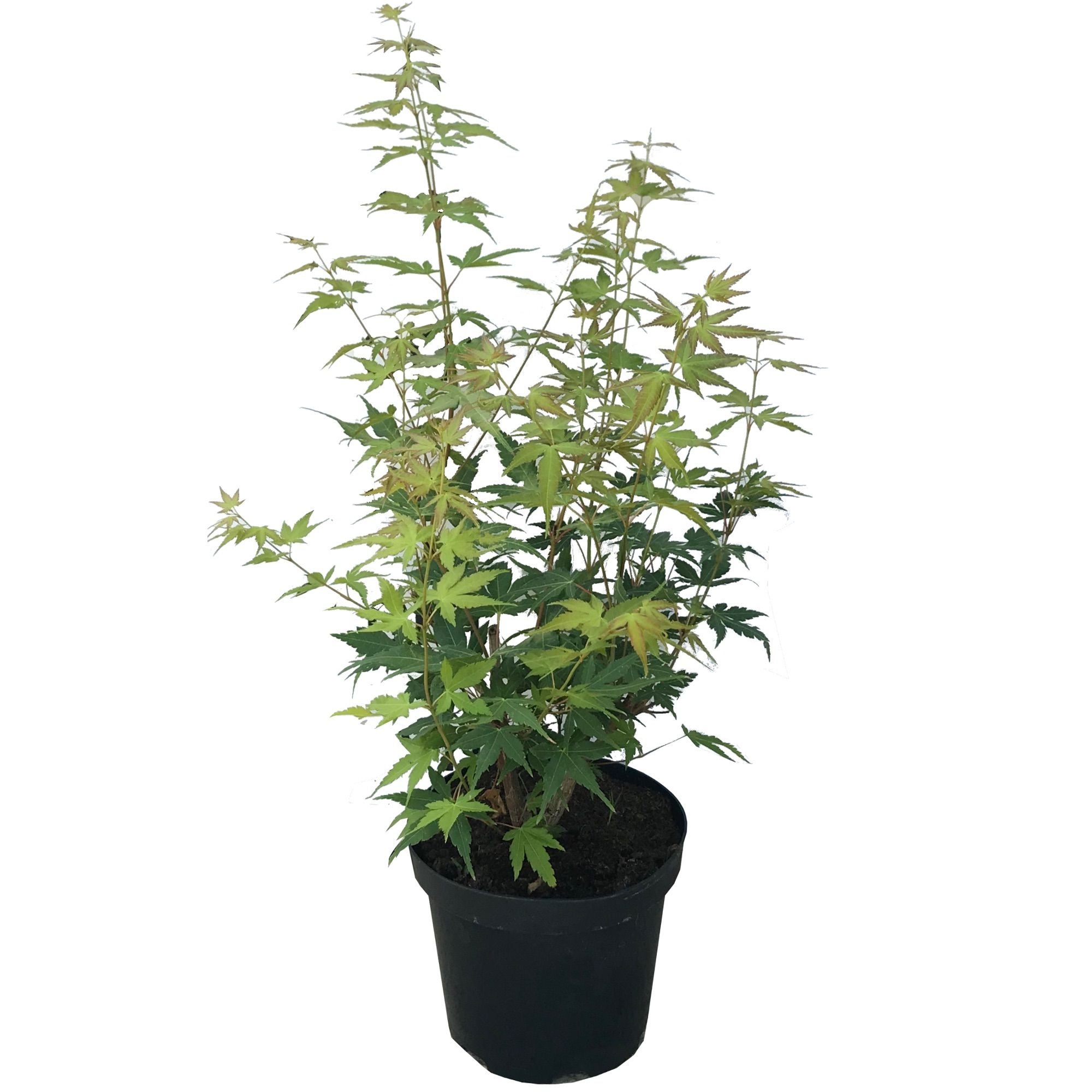 Mix conifere acer 3L