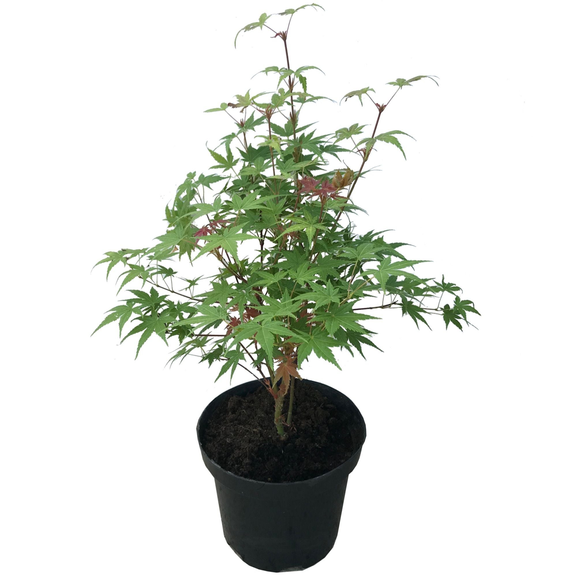 Mix conifere acer 3L