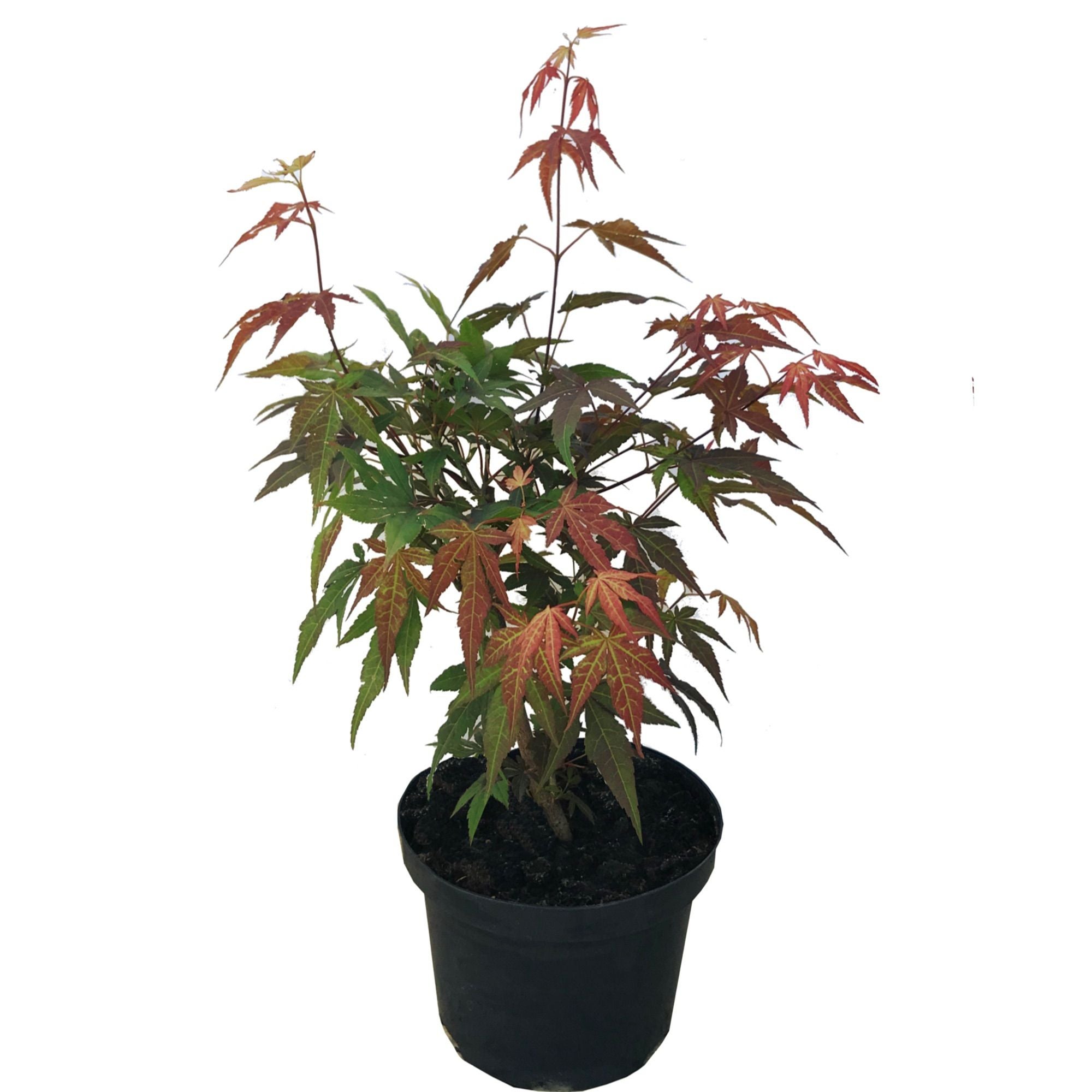 Mix conifere acer 3L