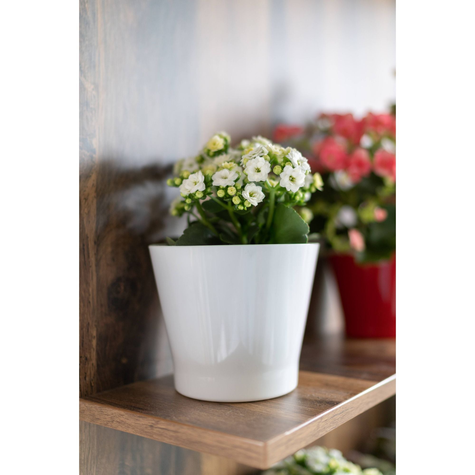 Ghiveci flori Zinnia, Ø 16 cm, alb