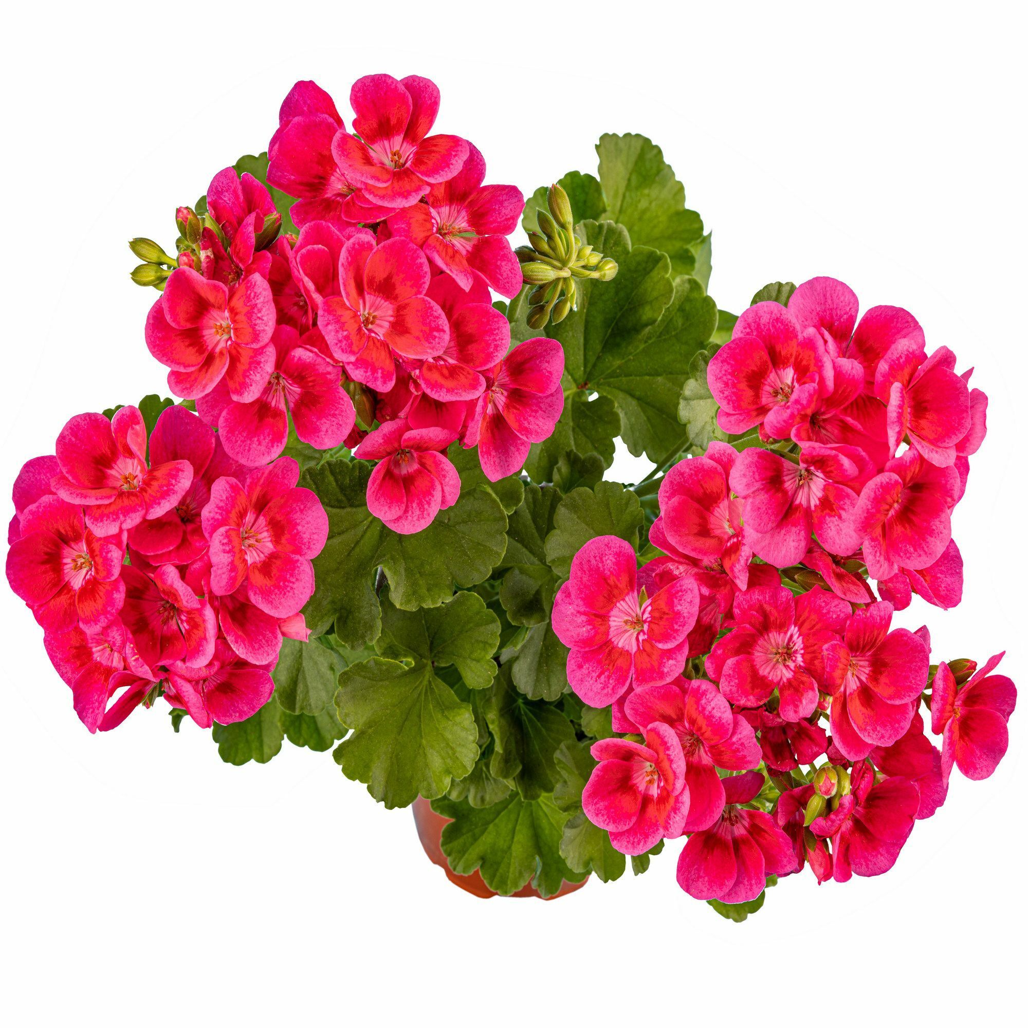 Planta cu flori Muscata Pelargonium cu floare dubla, Ø ghiveci 13 cm