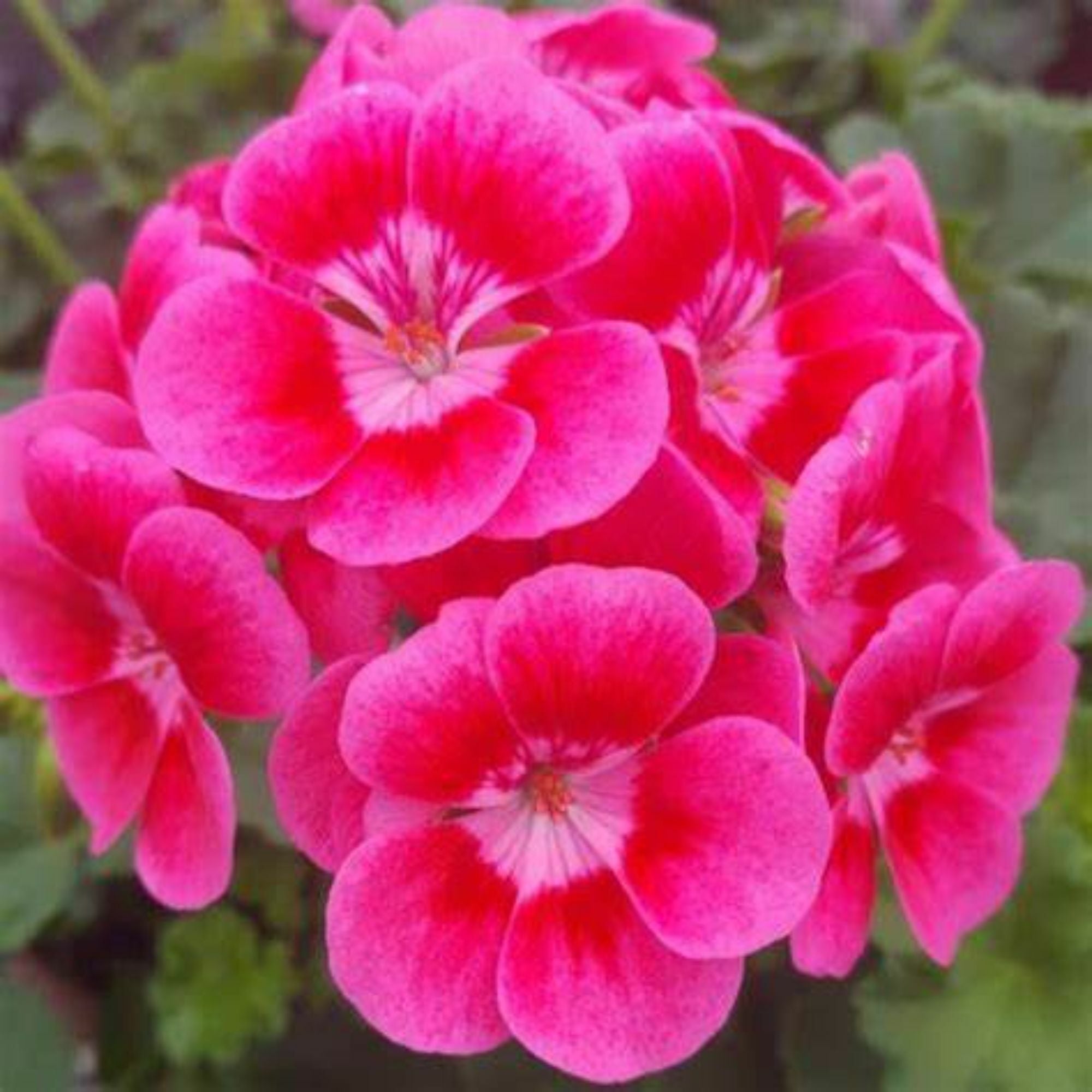 Planta cu flori Muscata Pelargonium cu floare dubla, Ø ghiveci 13 cm