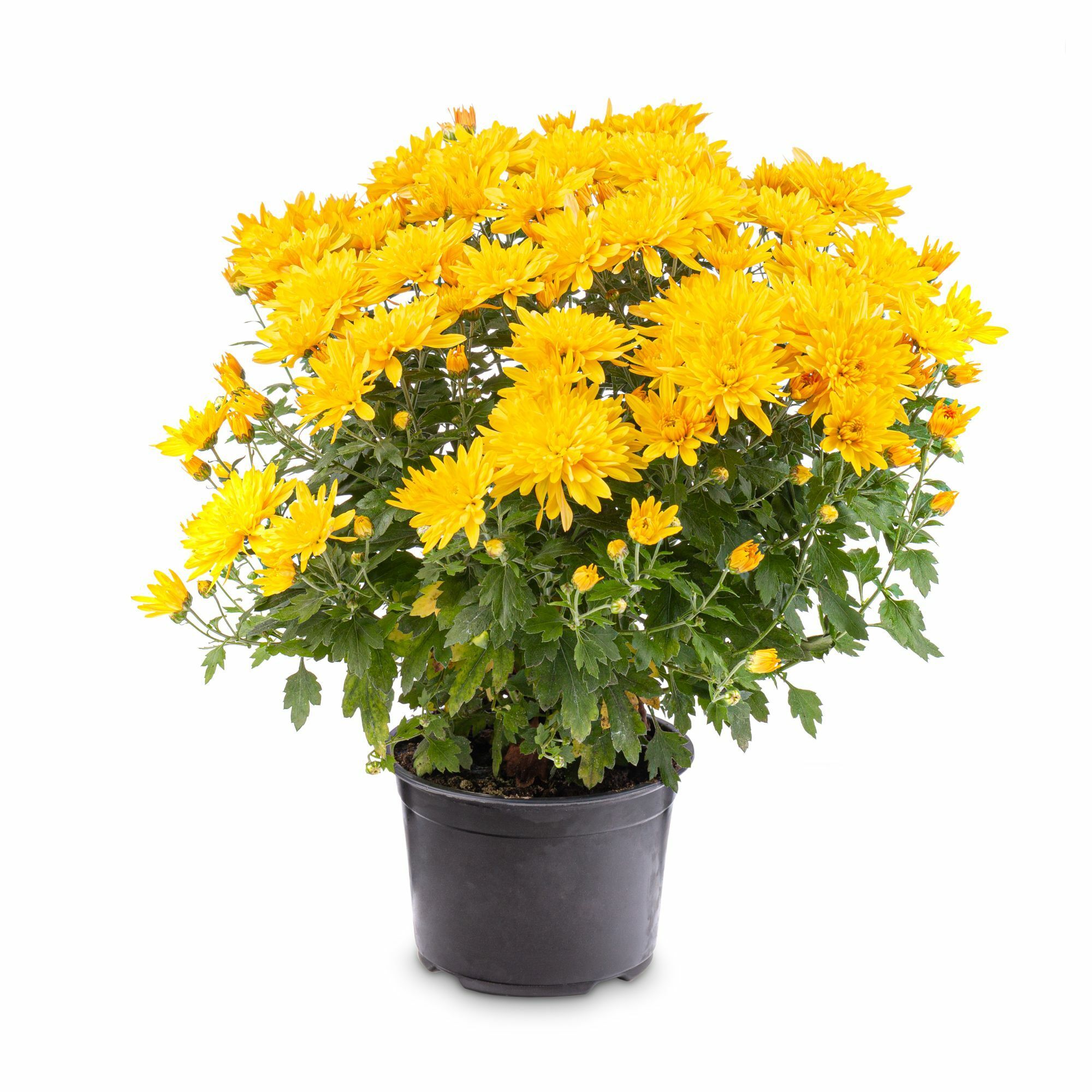 Planta cu flori Crizantema, Ø ghiveci 17cm