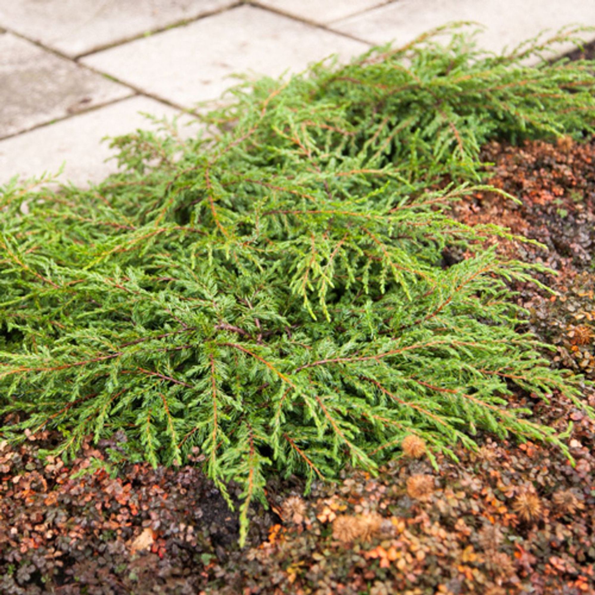 Conifer decorativ, Juniperus Comm Repanda, H