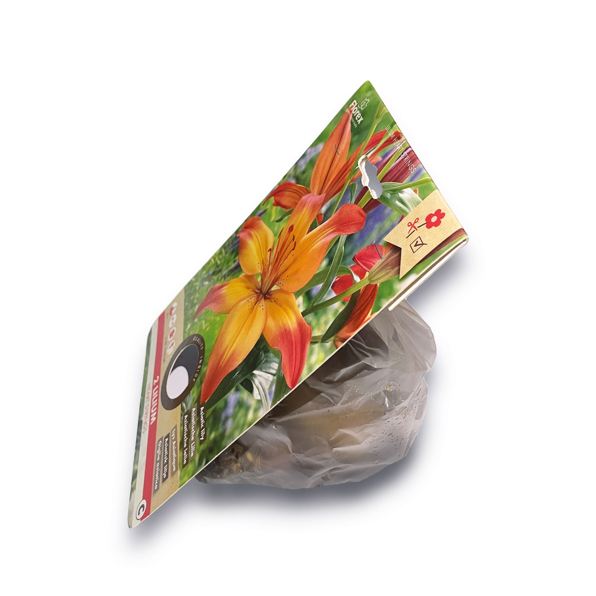 Bulbi crin Asiatic Heart, portocaliu/rosu (2buc)