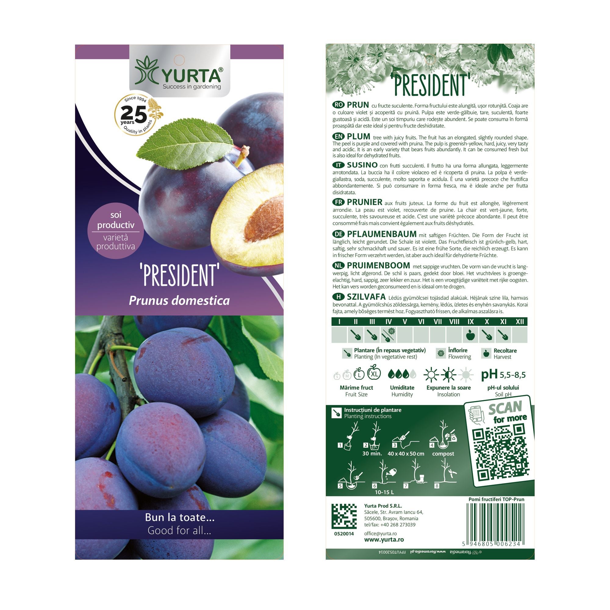 Pom fructifer Prun President, H 121-150 cm, mov