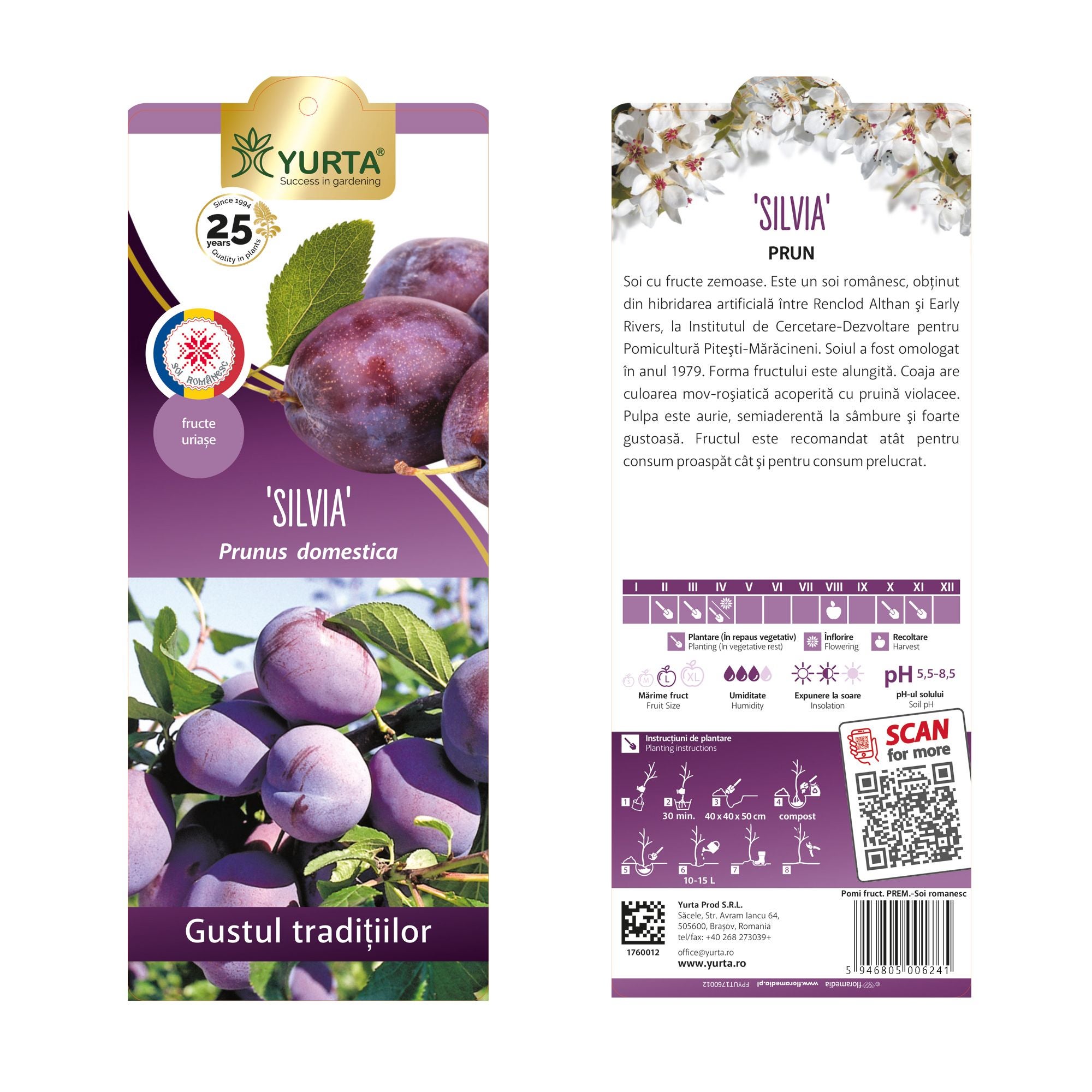 Pom fructifer Prun Silvia, H 121-150 cm, mov