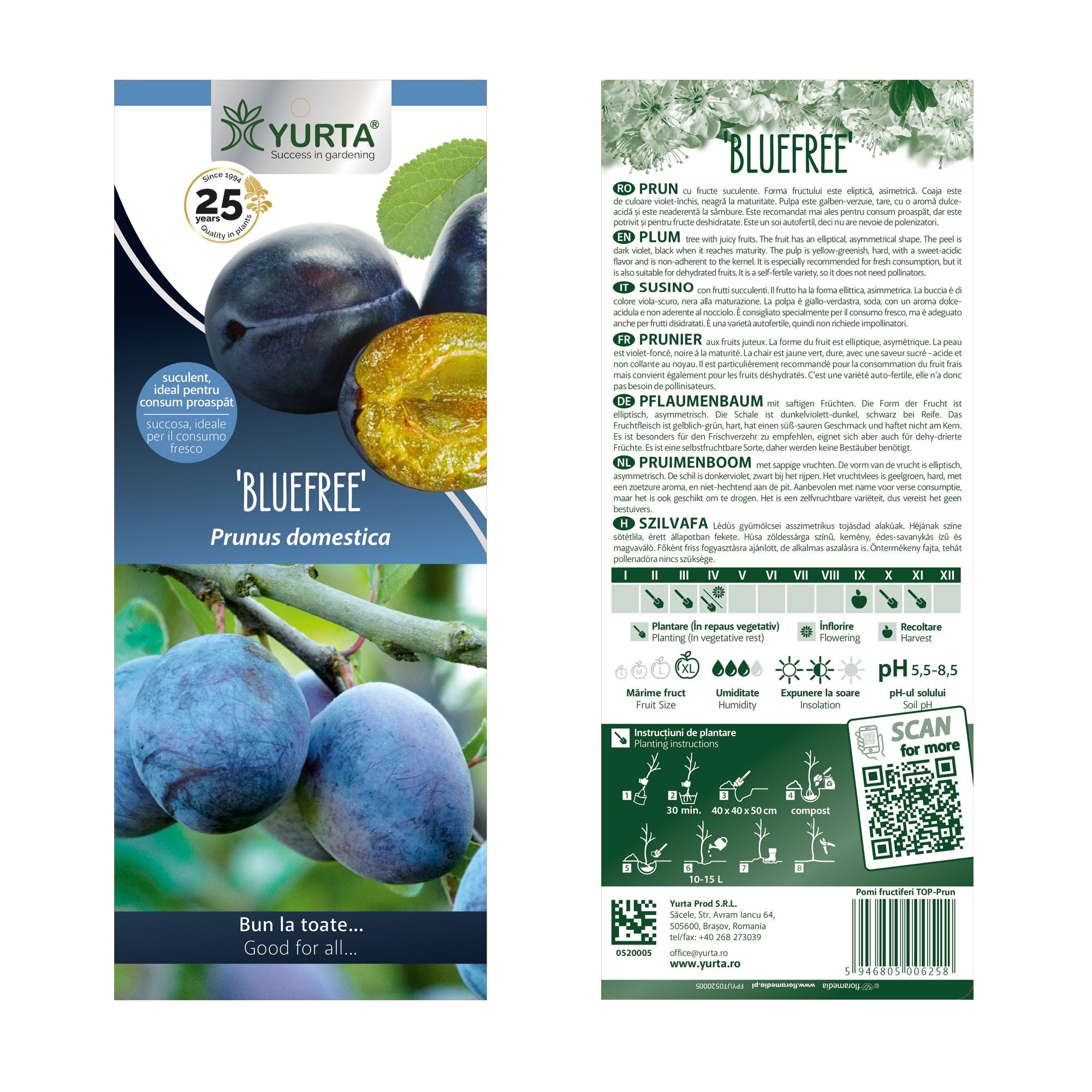 Pom fructifer Prun Bluefree, H 121-150 cm, albastru