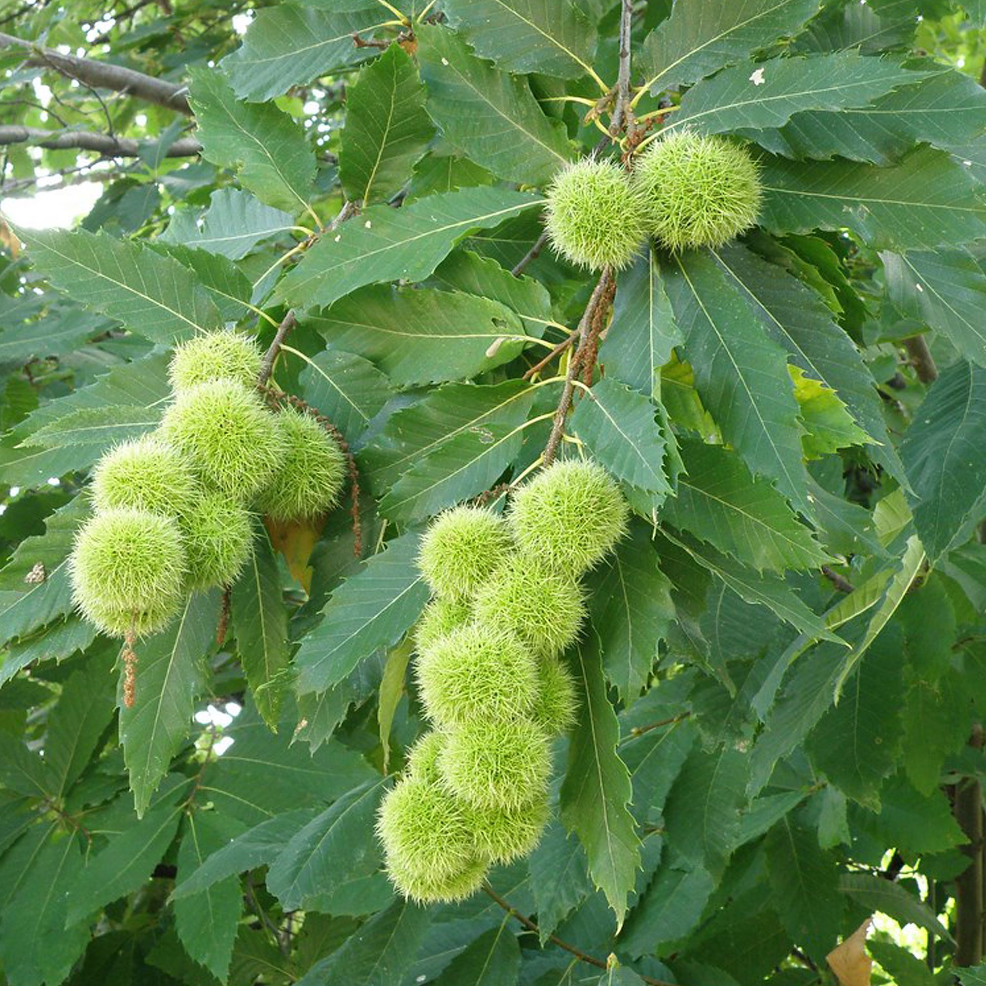 Arbust fructifer castan Castanea Sativa, H 121-150 cm, portocaliu
