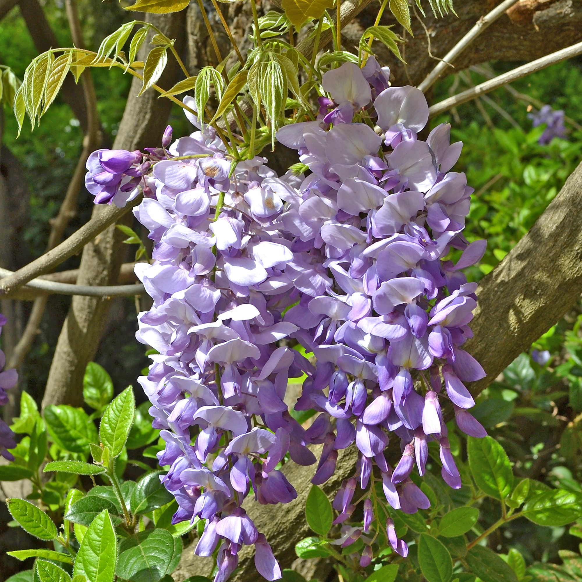 Arbust ornamental Wisteria, inaltime