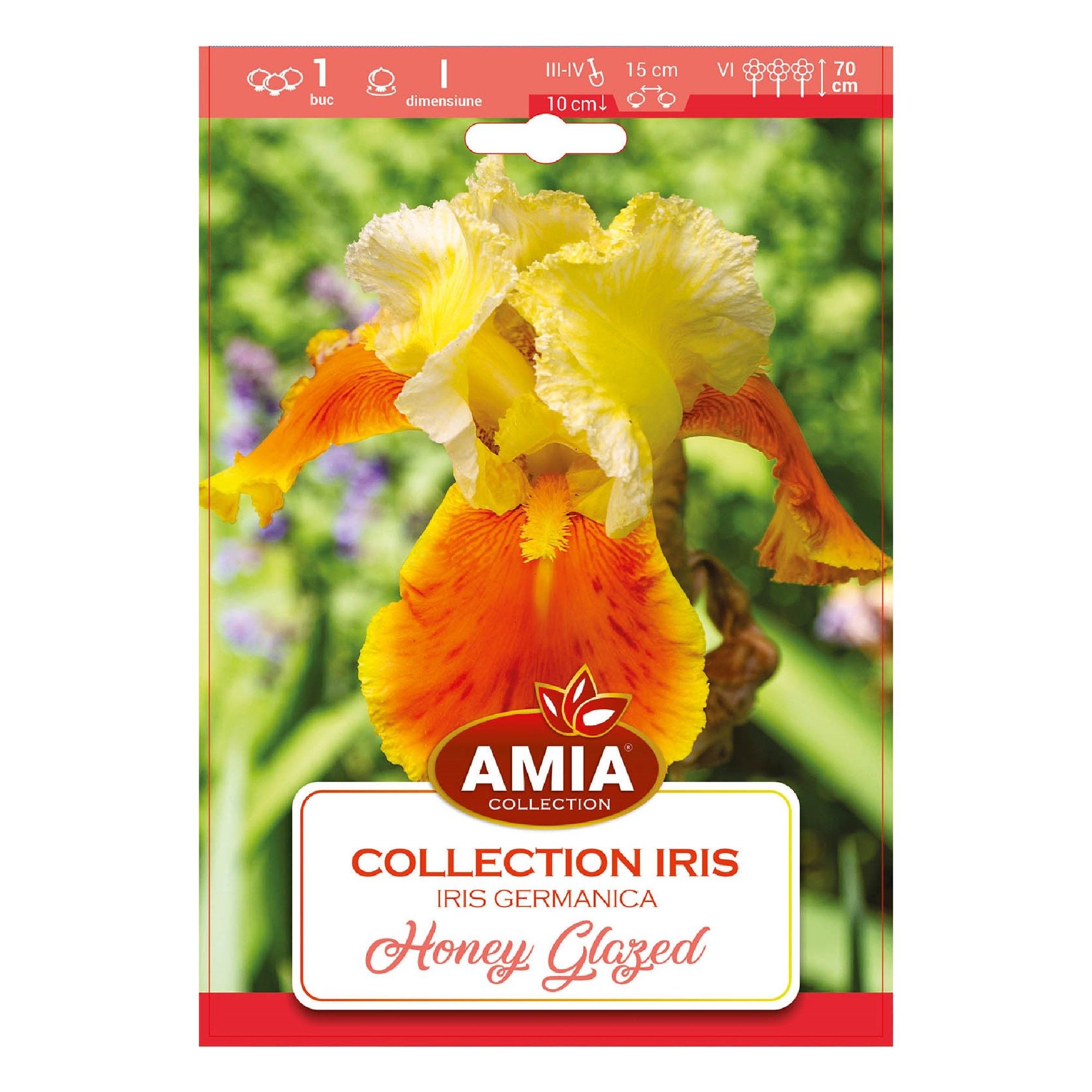 Bulbi Iris, Honey glazed, galben, portocaliu, 1 buc