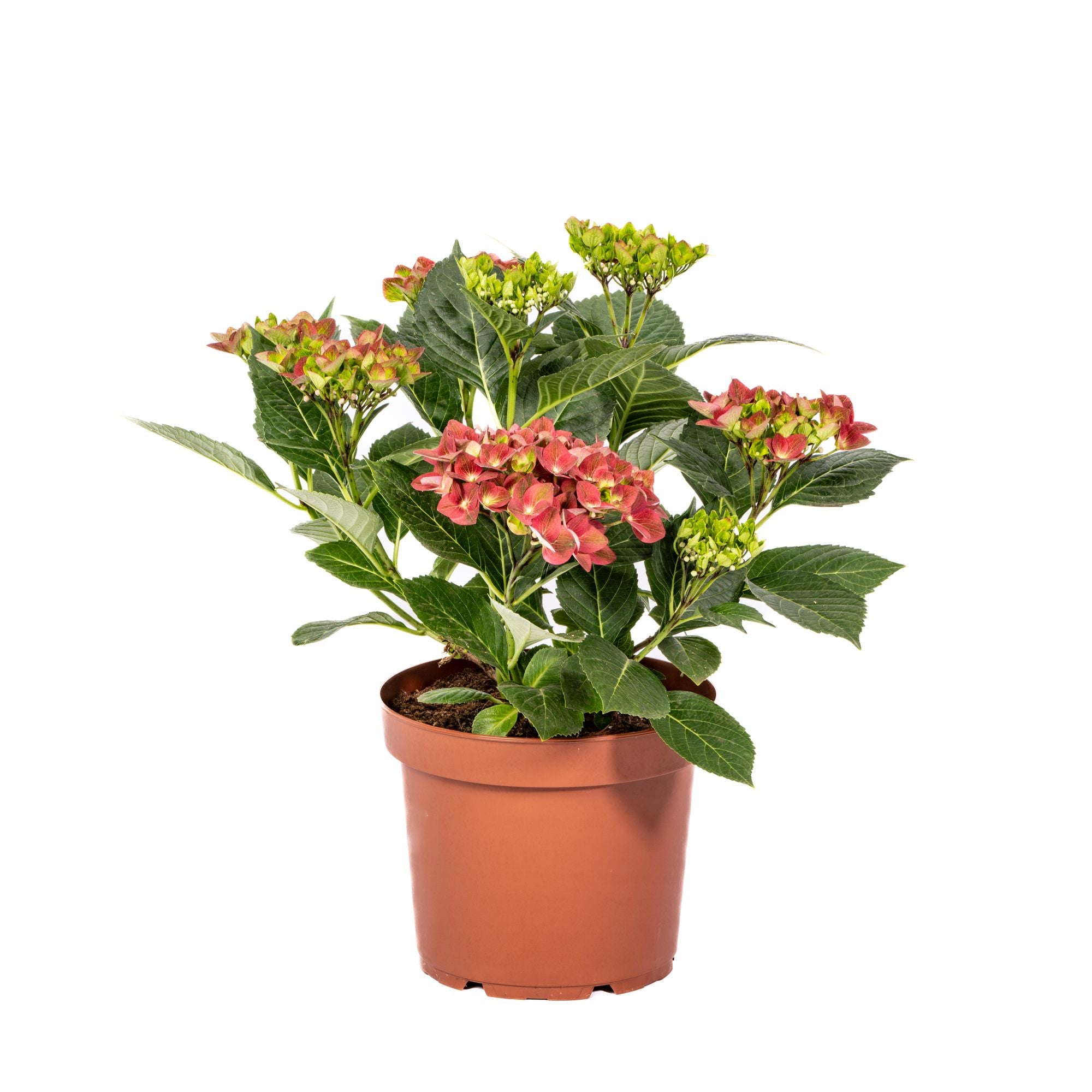Planta cu flori Hortensie, Ø ghiveci 14 cm, diverse culori