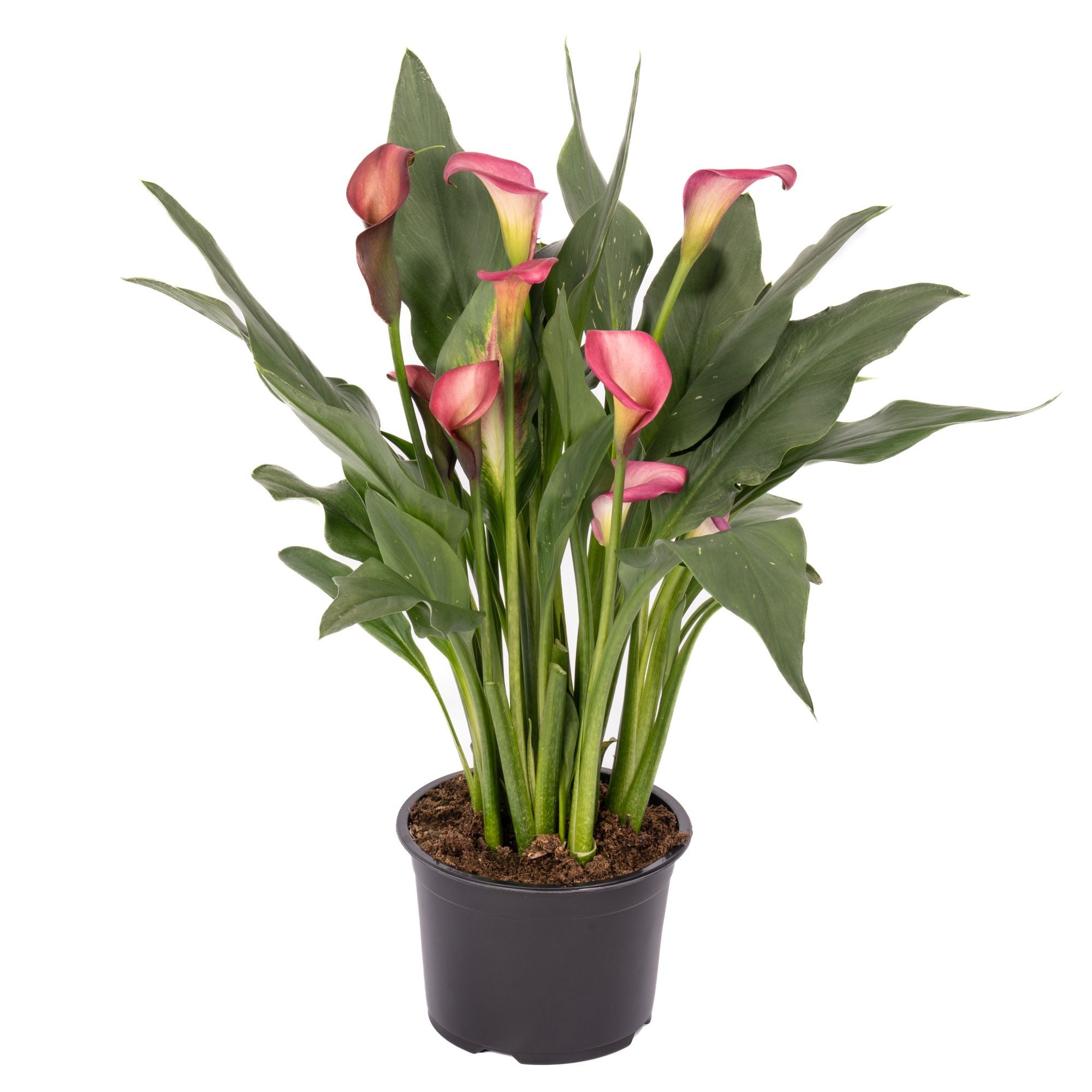 Planta cu flori Calla Zantedeschia, H 40 cm, Ø ghiveci 14 cm, diverse ...
