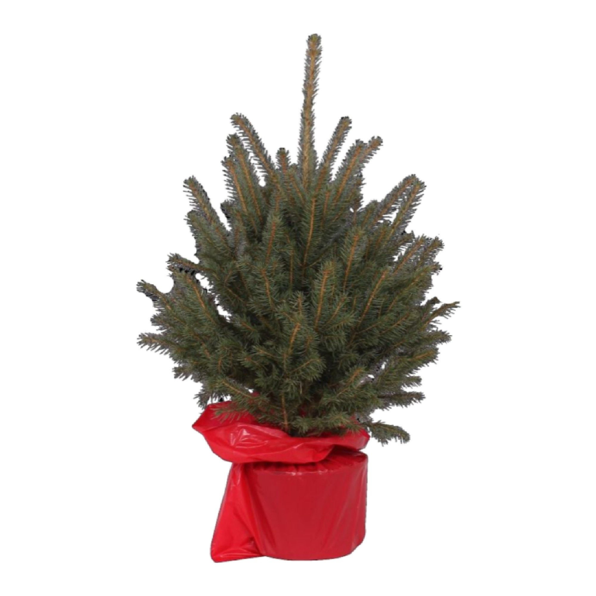 Brad natural crescut in ghiveci, Picea Glauca, H 70 - 80 cm, calitate superioara