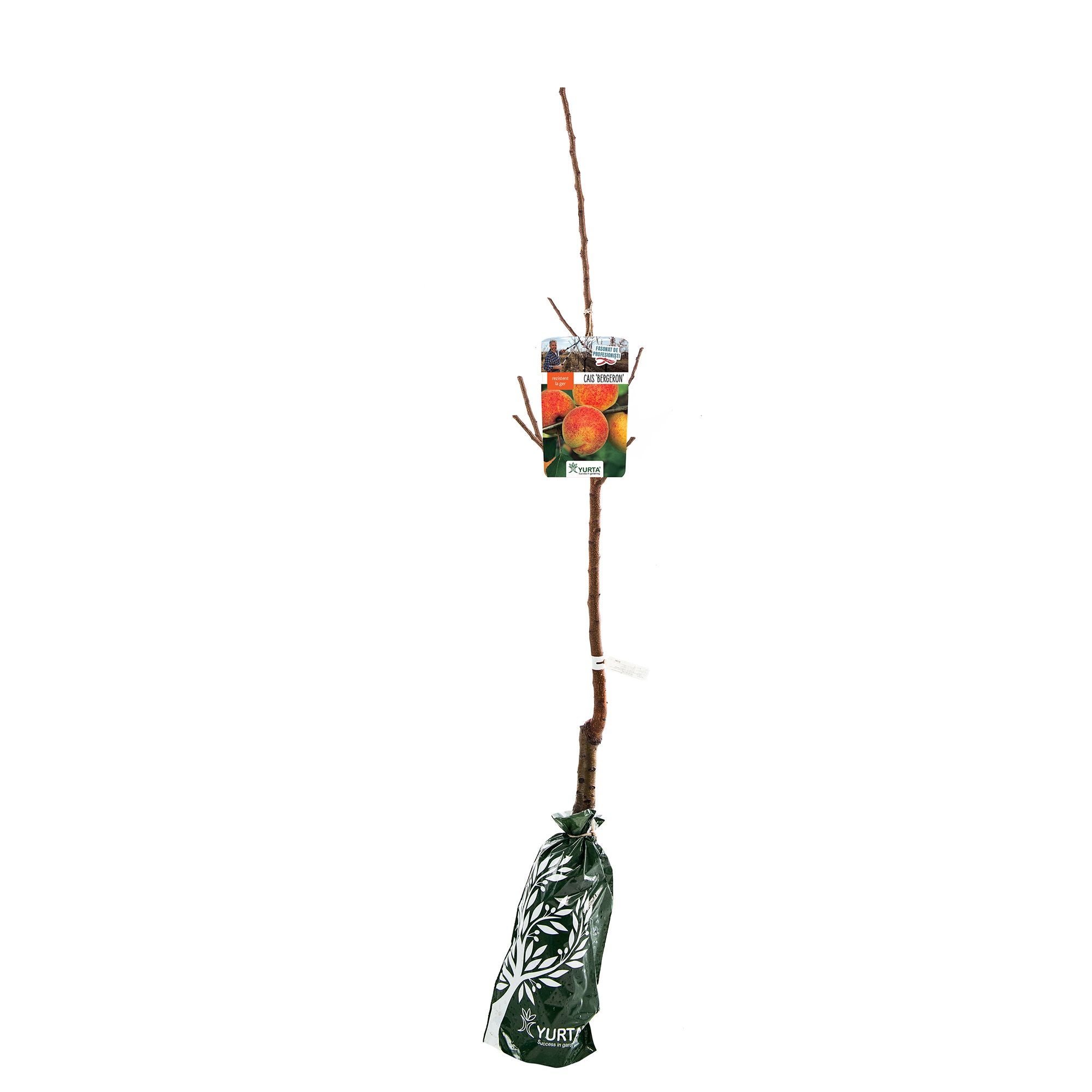 Pom fructifer fasonat Cais, H > 120 cm, portocaliu