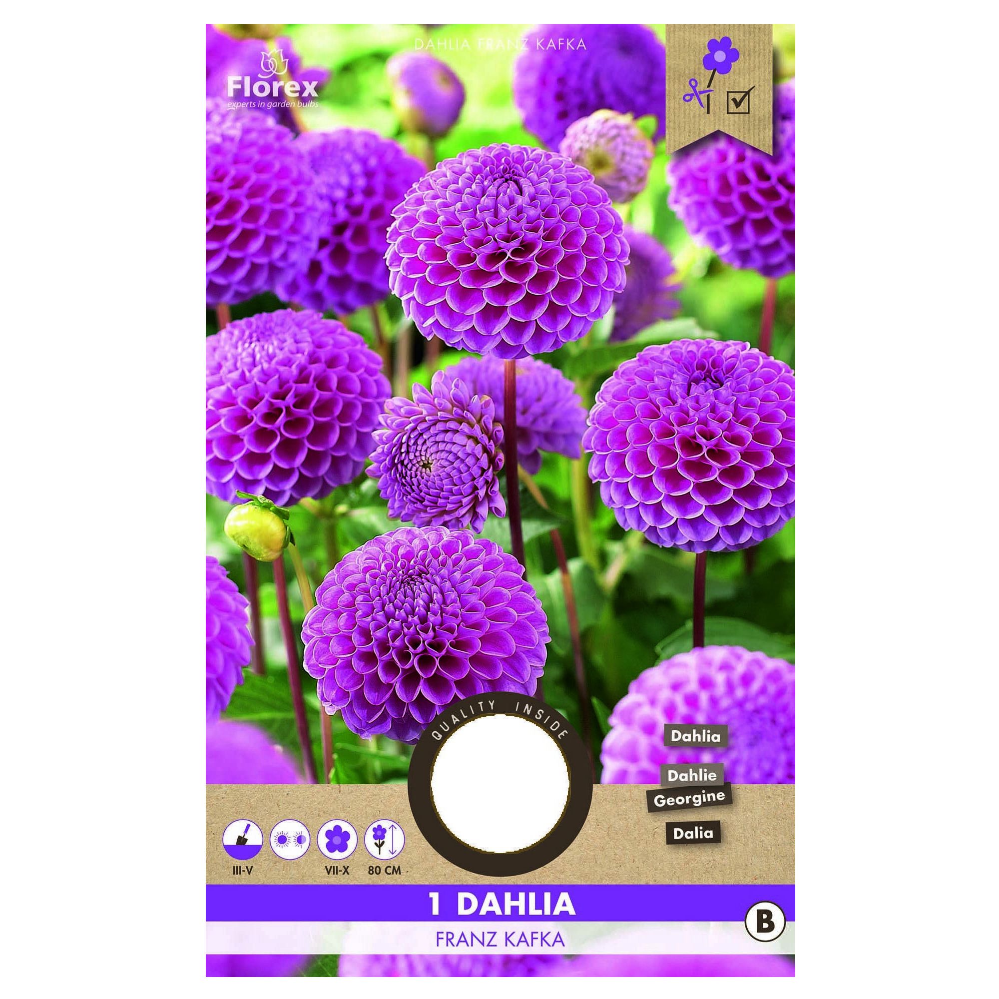 Bulb dalie Franz Kafka, mov