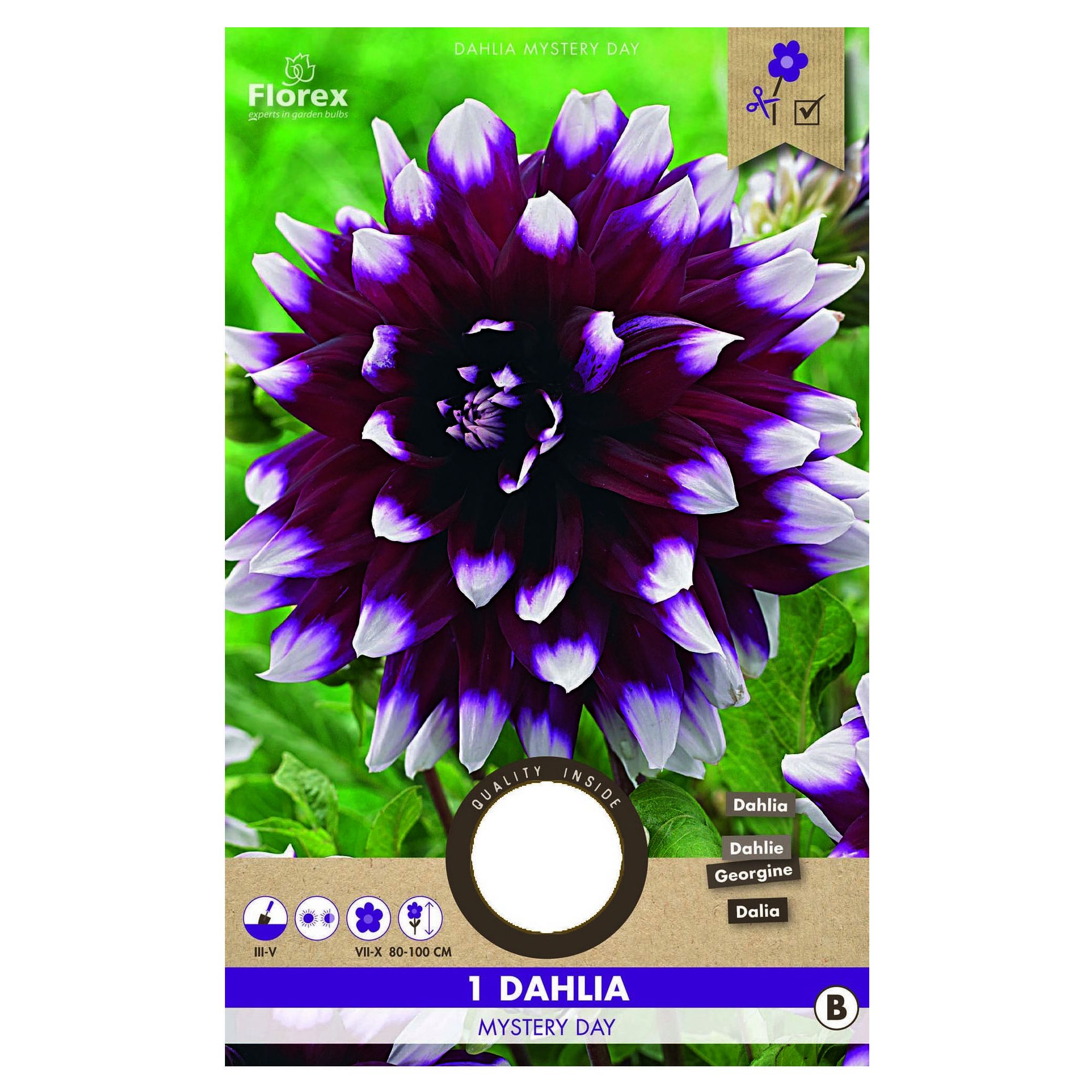 Bulb dalie Mystery Day, mov/alba