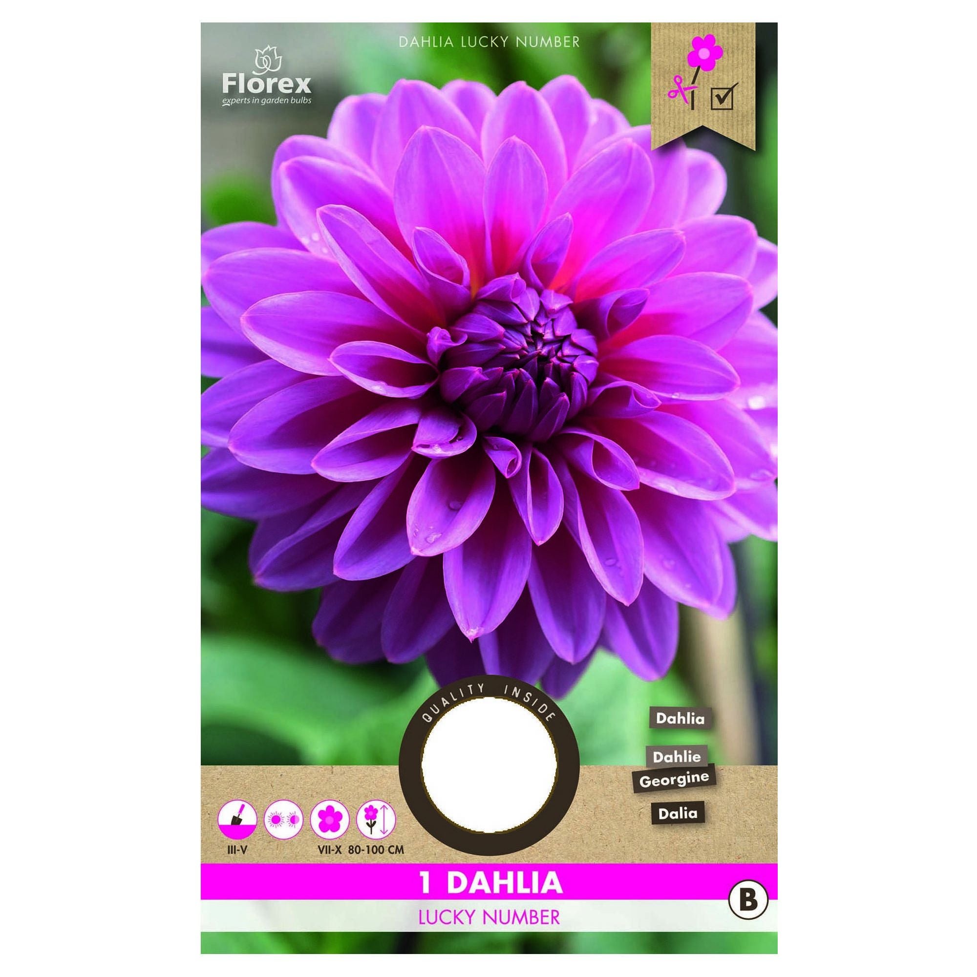 Bulb dalie Lucky Number, roz